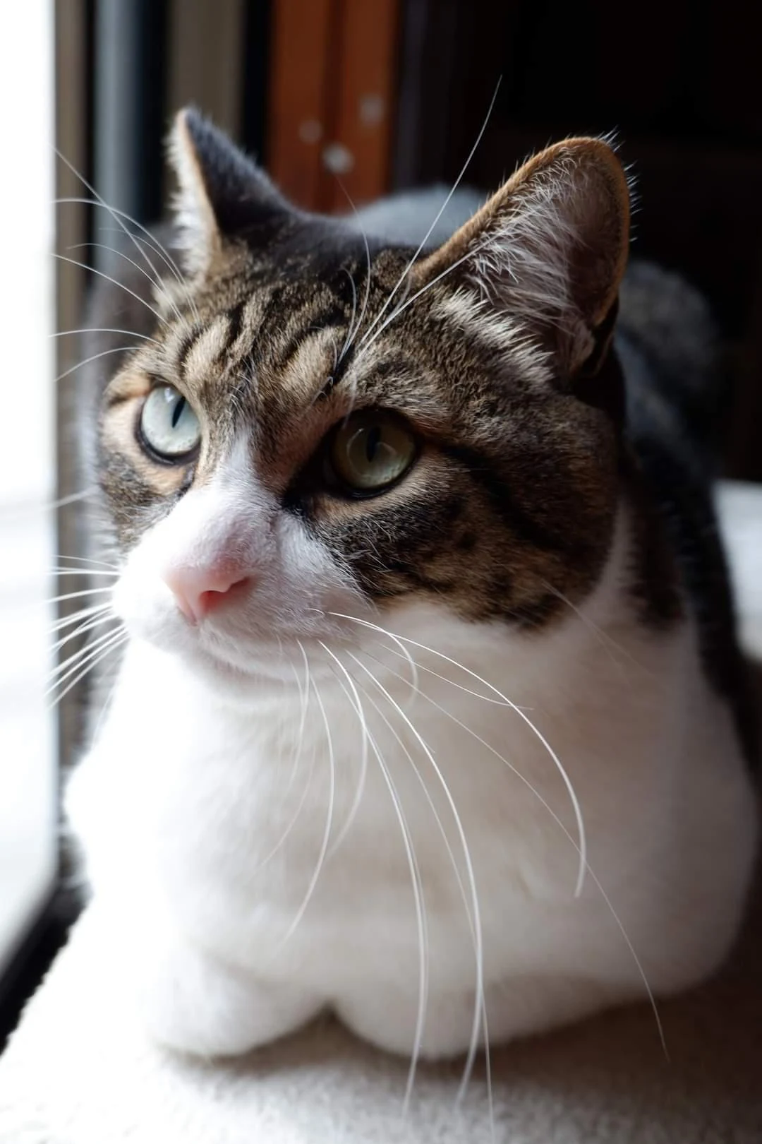 My lovely loaf Toby is 9 years old today. | Scrolller