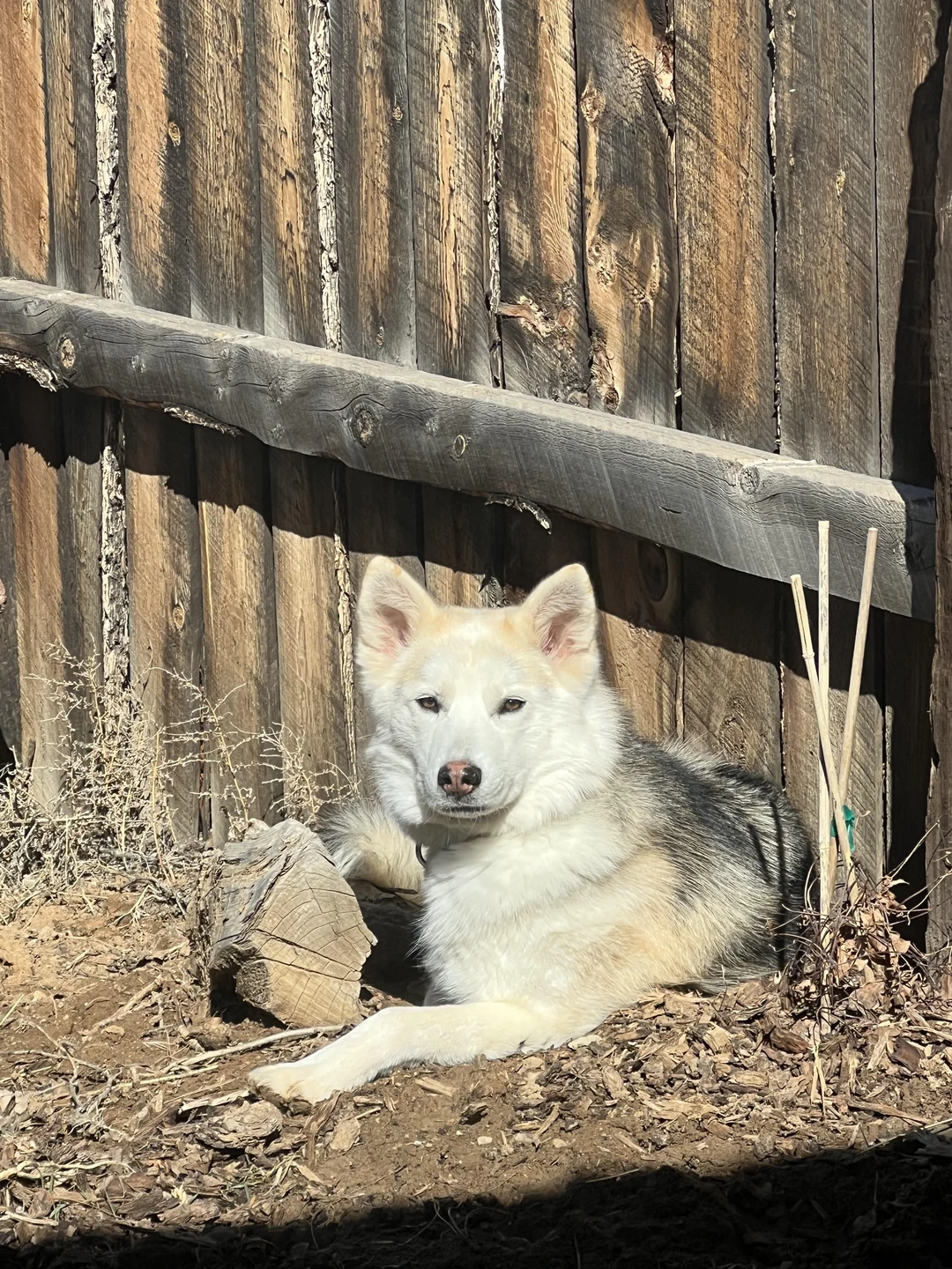Teddy AKA Mr. President in the sunshine today | Scrolller