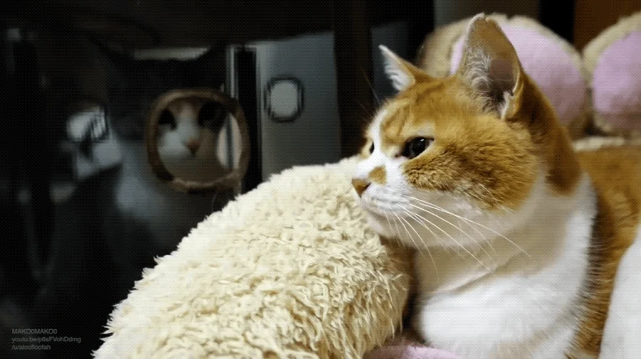 Discover more like CatSlaps: Double whammy and Related Content | Scrolller