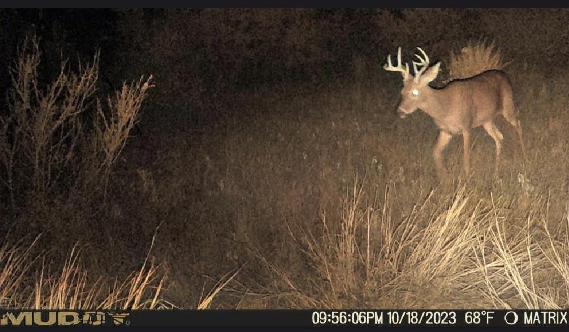 Discover more like Hunting: First buck I see, is it a shooter? and Related Content | Scrolller