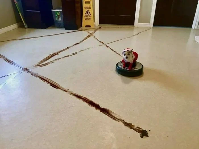 roomba with an unattended dog. | Scrolller
