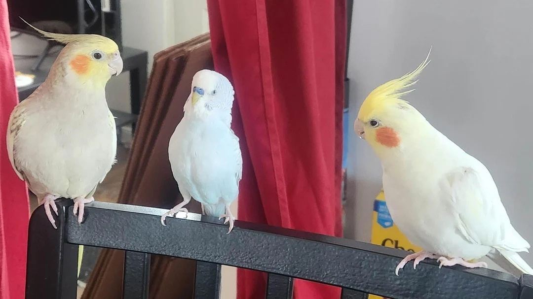 What's going on here? (wrong answers only) | Scrolller