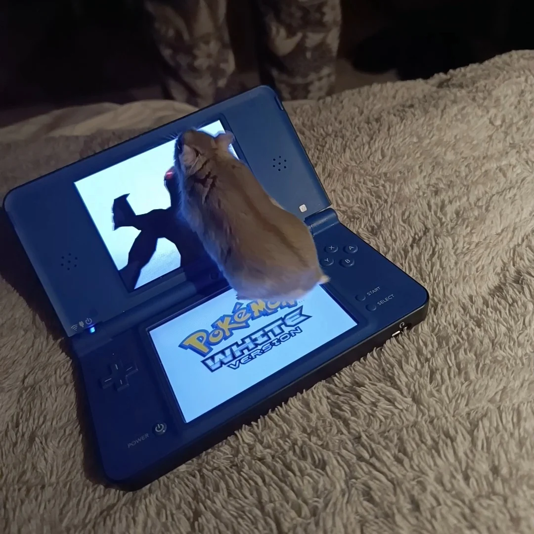 Pro gamer hamster Pt. 2 | Scrolller