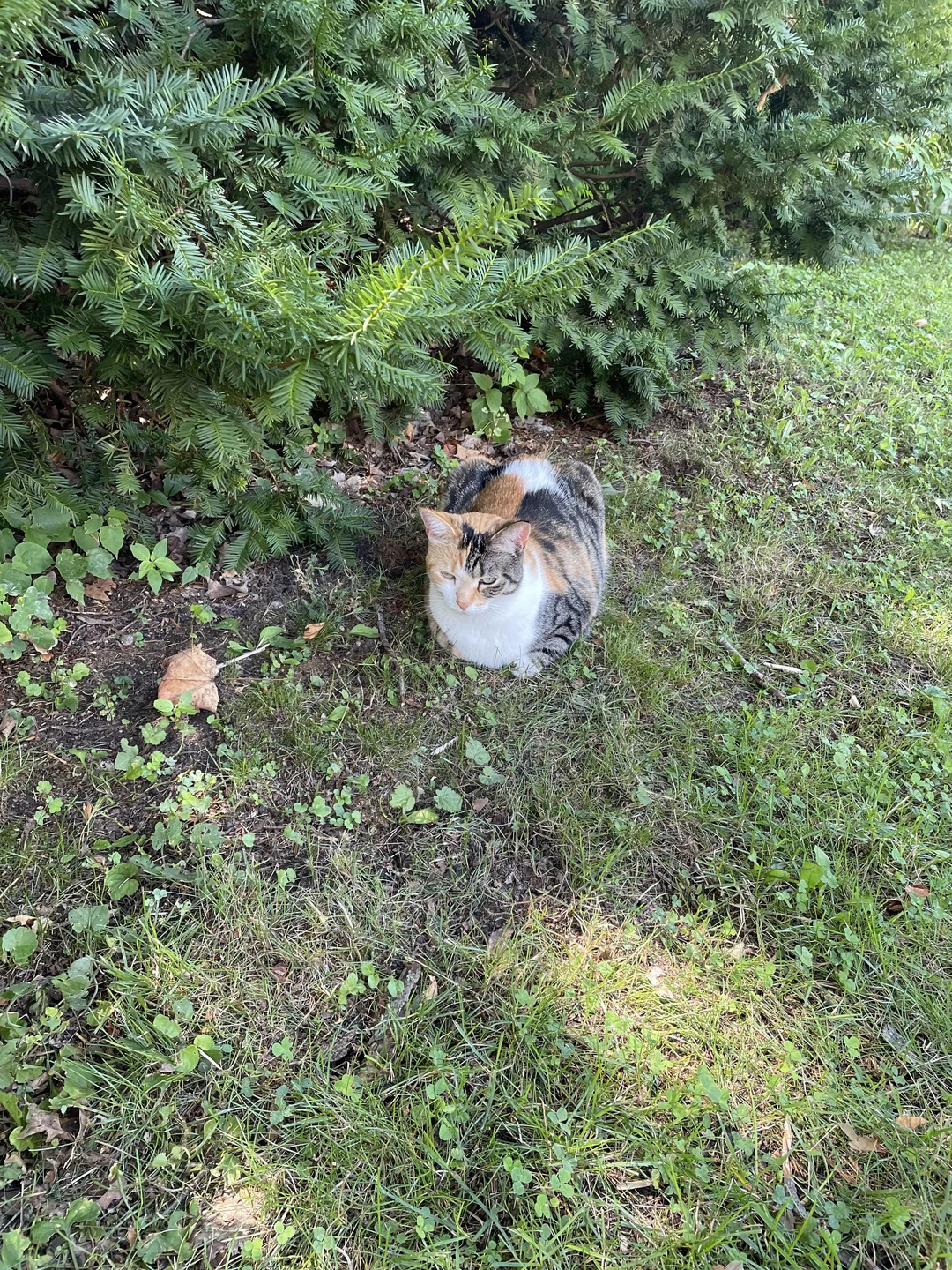 Garden Loaf | Scrolller