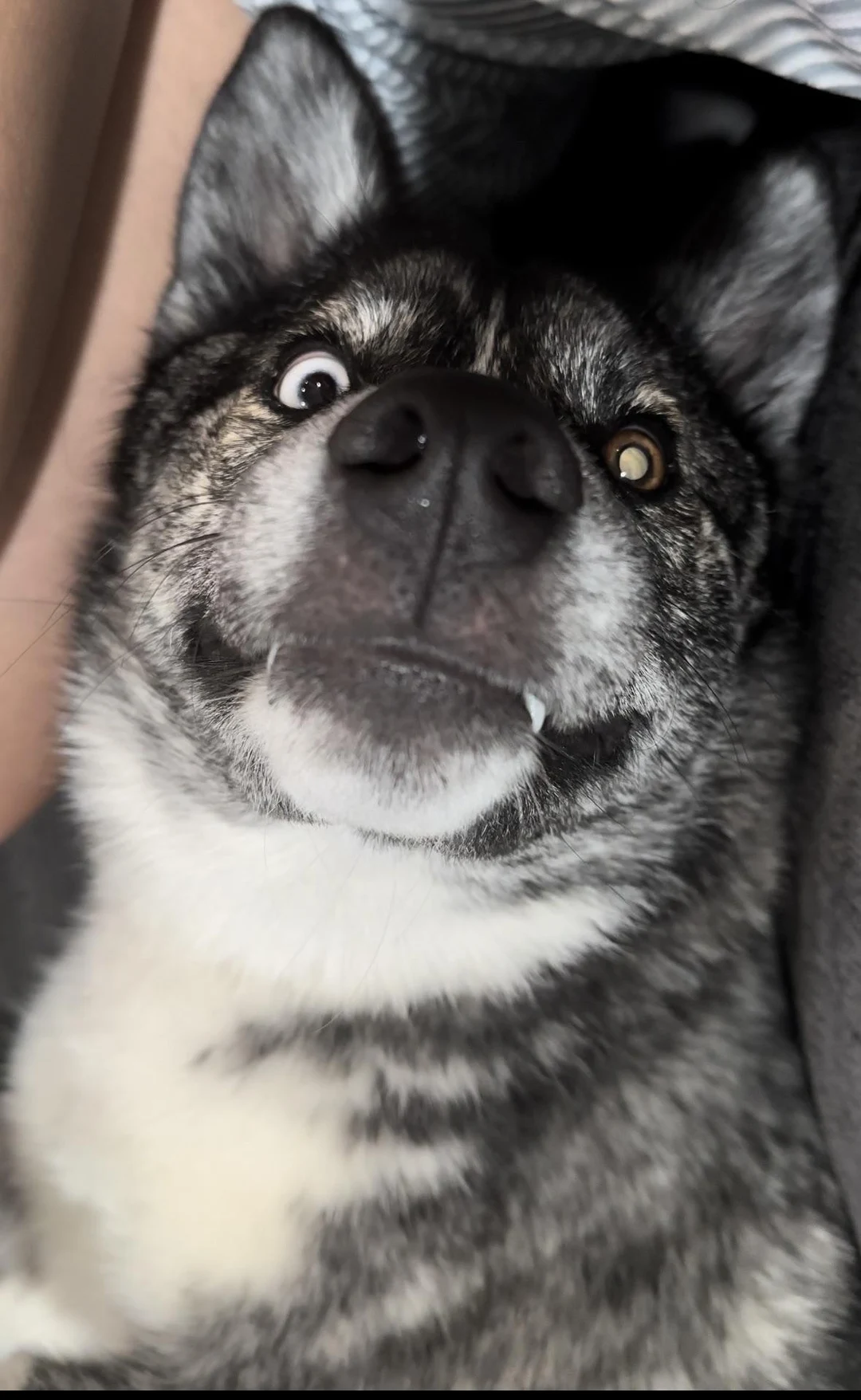 Derp of the day. | Scrolller