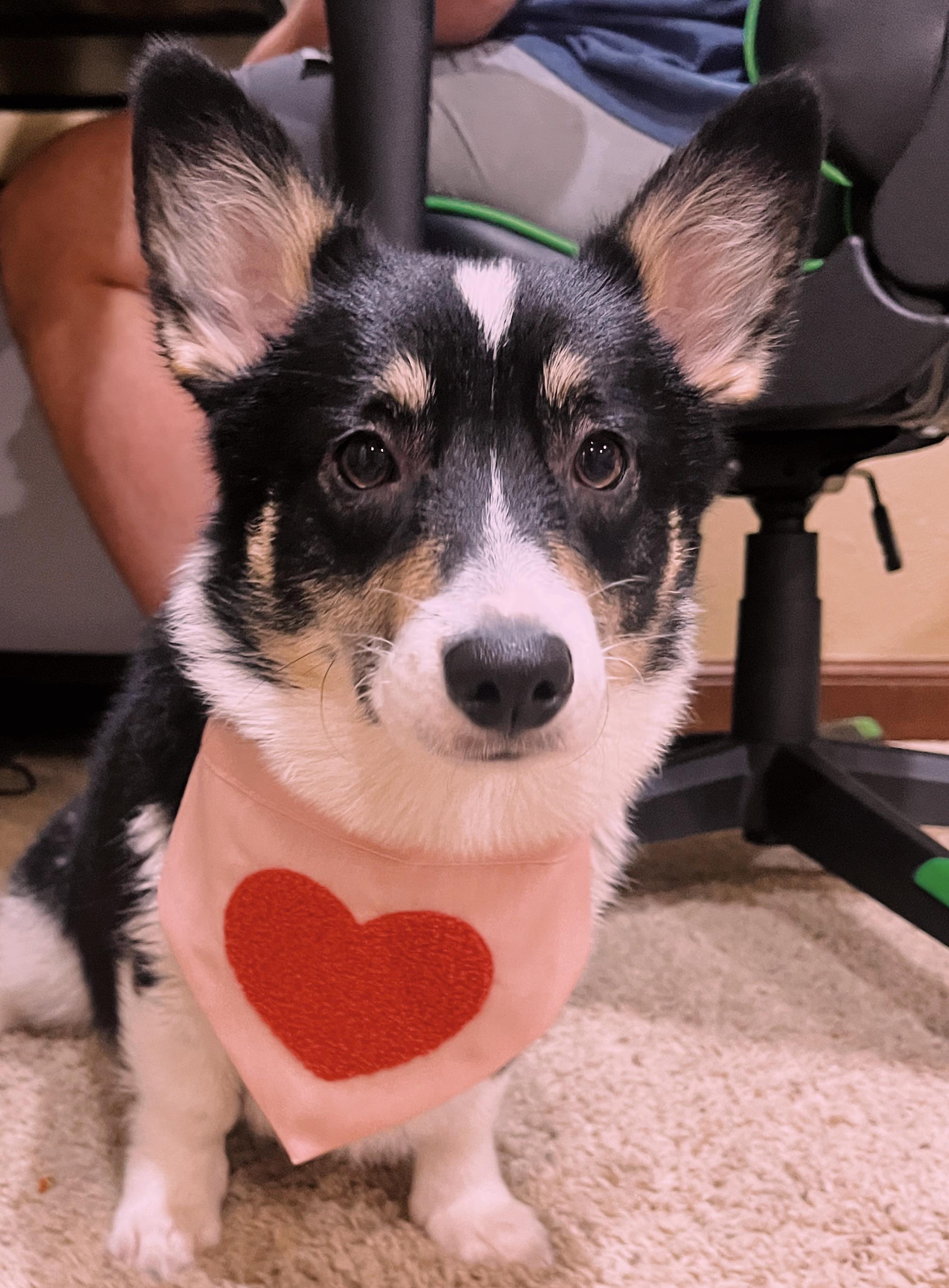 Valentine Corgi🩷 | Scrolller