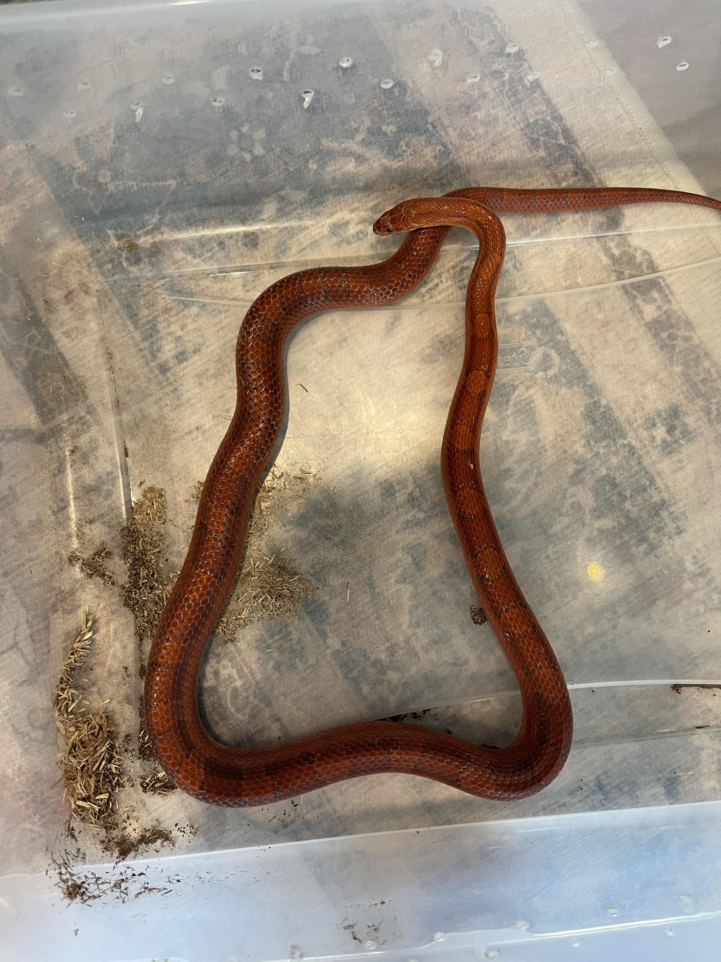 What type of corn snake | Scrolller