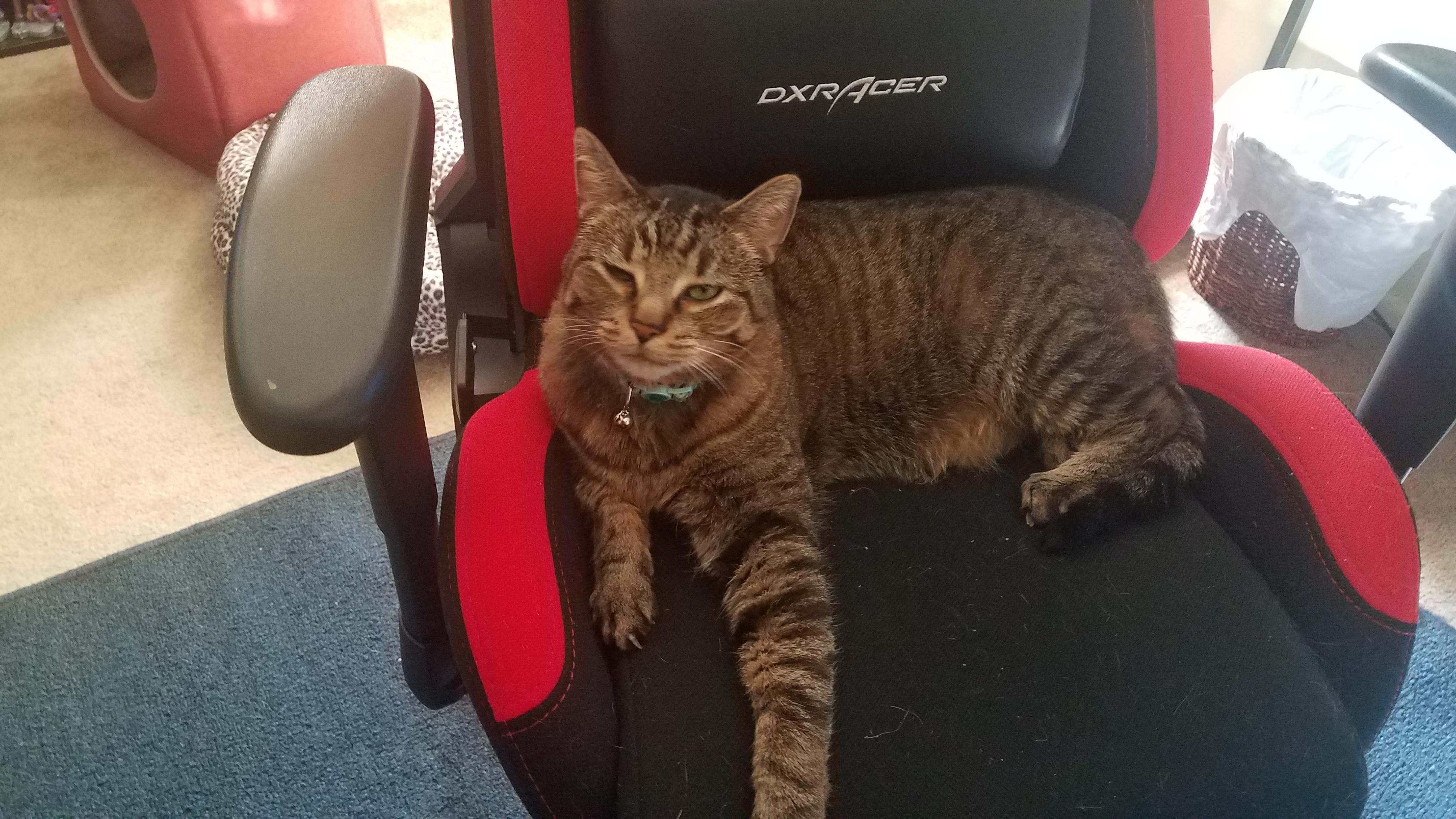 Peppers James aka Pepperoni giving me stink-eye for wanting to use my gaming chair. | Scrolller