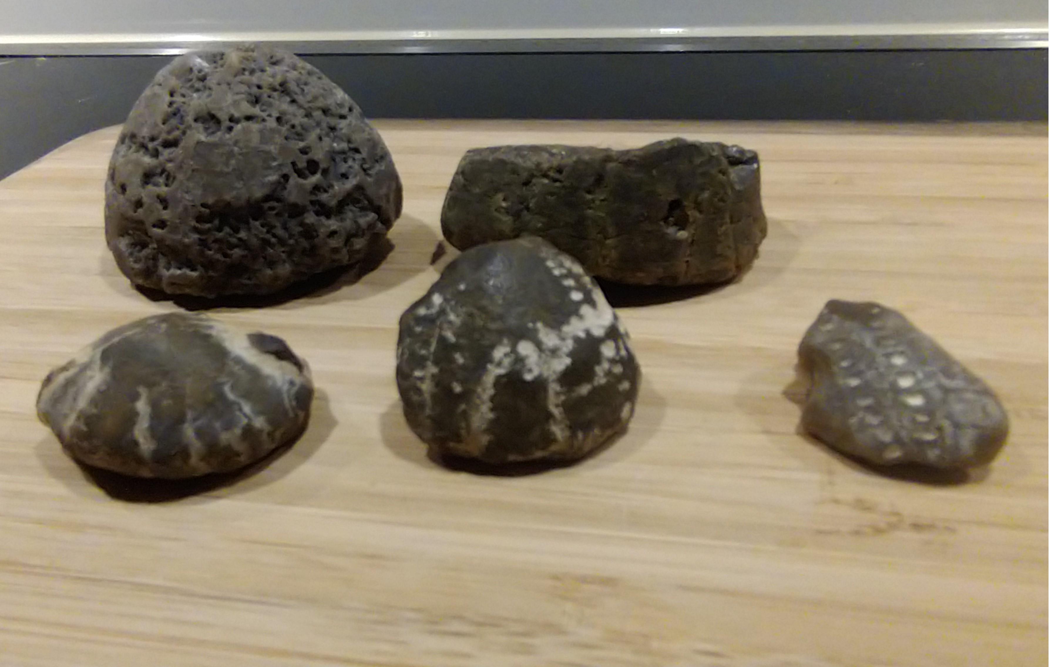 Discover more like FossilPorn: Echinoids, Denmark and Related Content | Scrolller