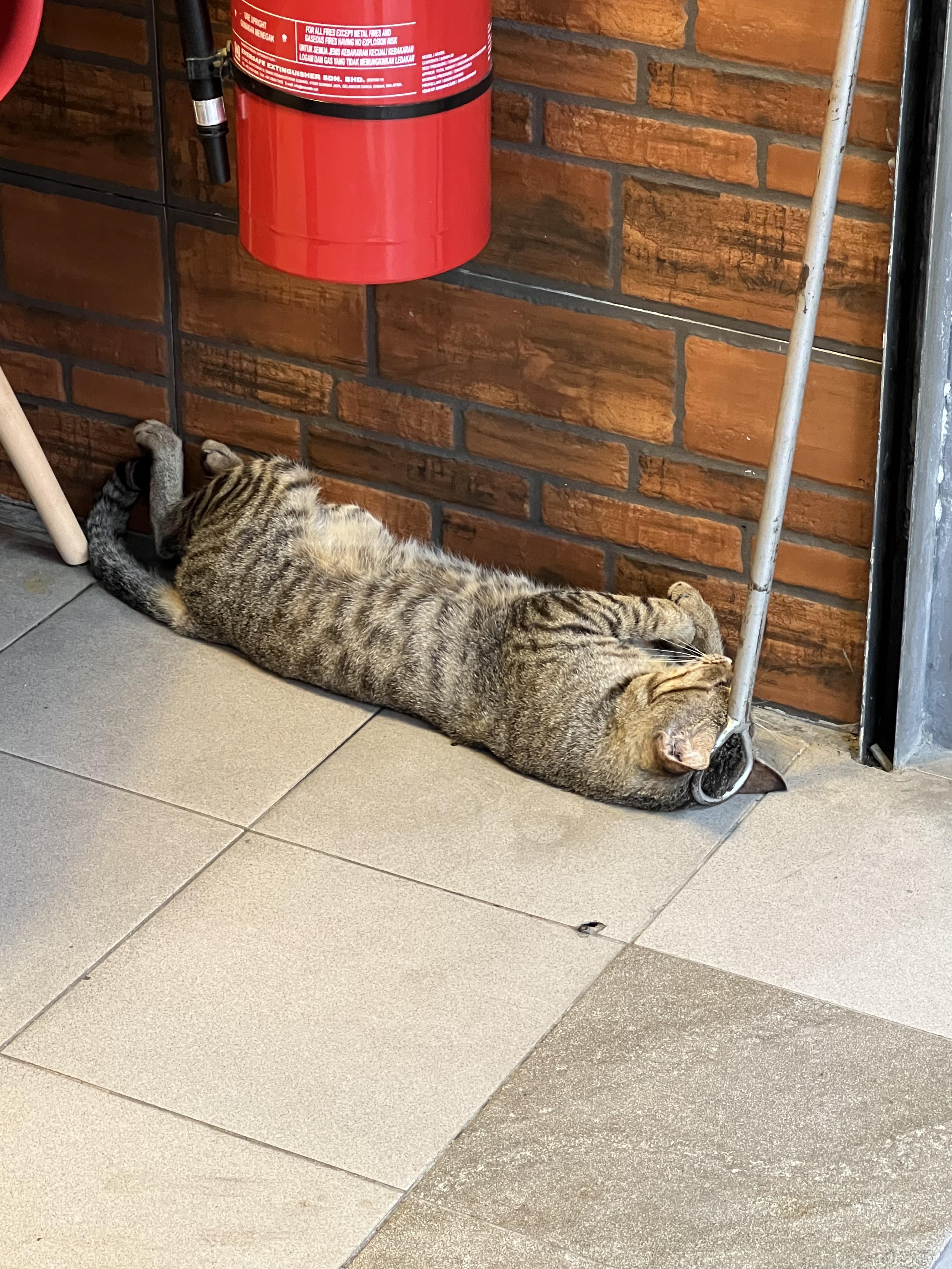 (Oc) perfect accuracy | Scrolller