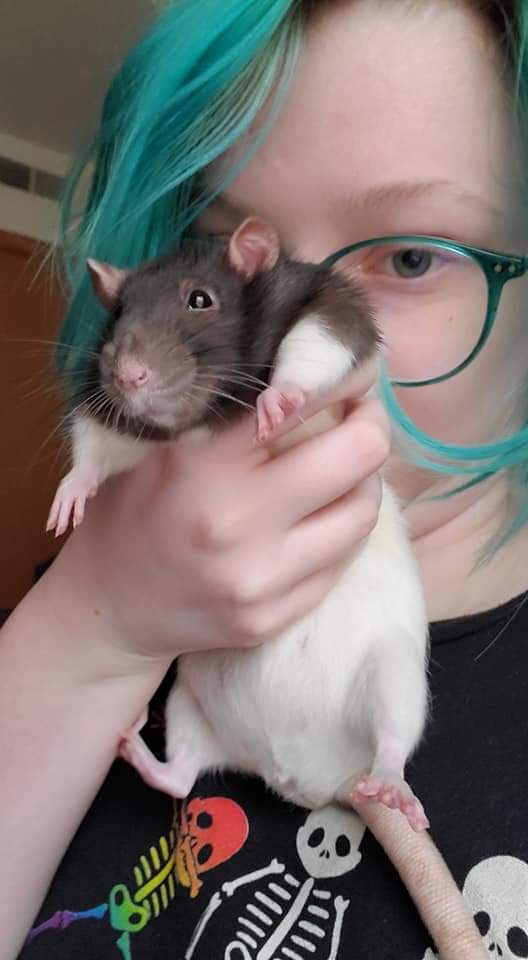 Facebook showing me old rat photos hit me in the feels... this was my heart rat, Ephie | Scrolller