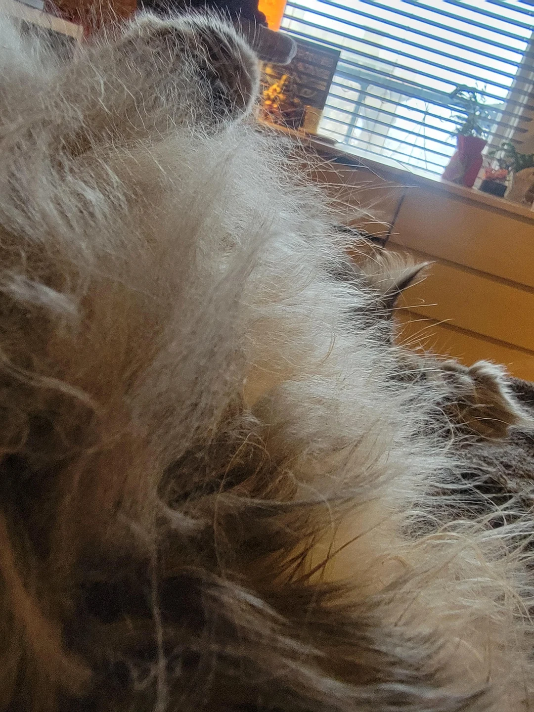 A forest of fur. | Scrolller