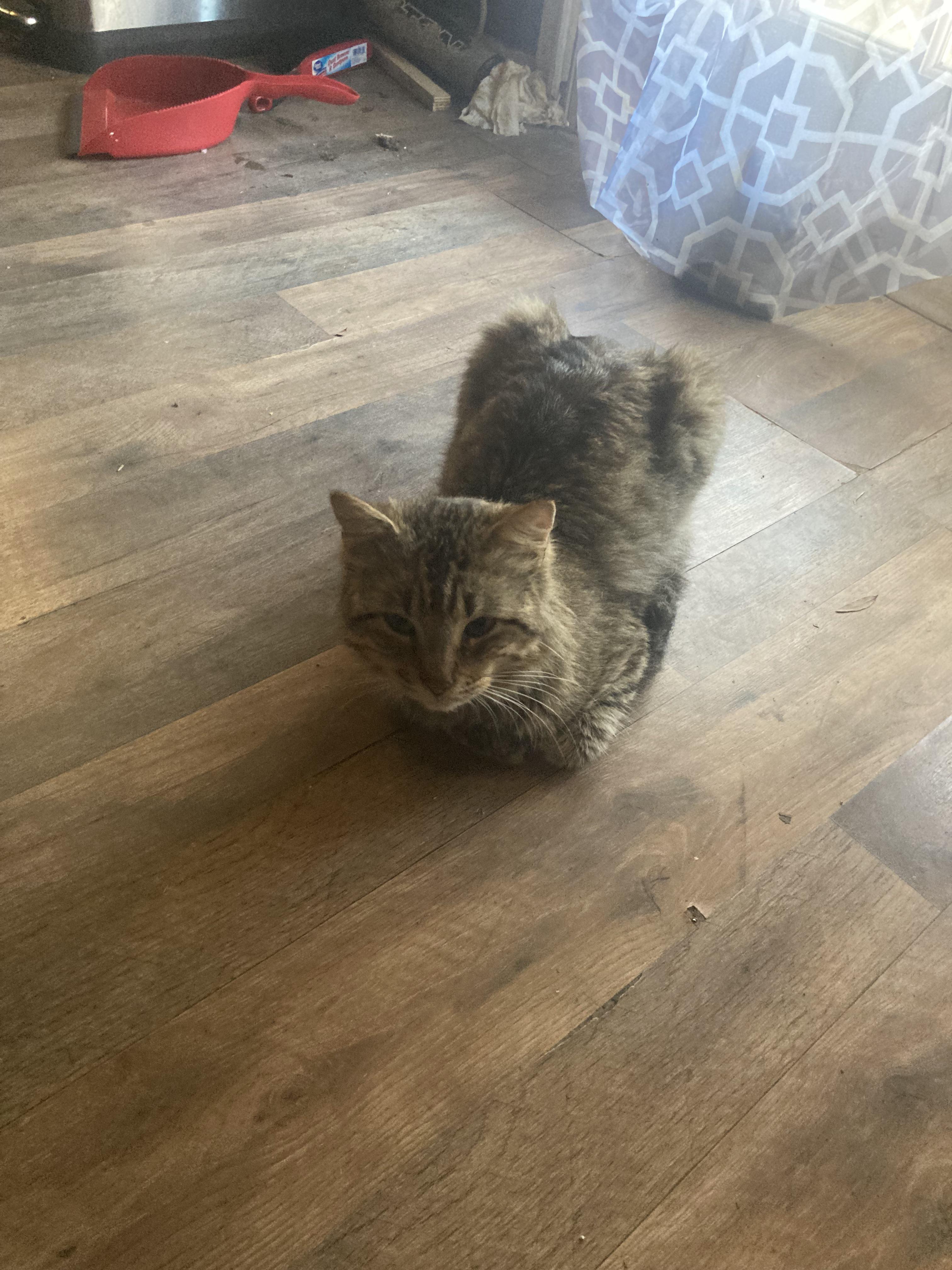 Standard issue Loaf | Scrolller