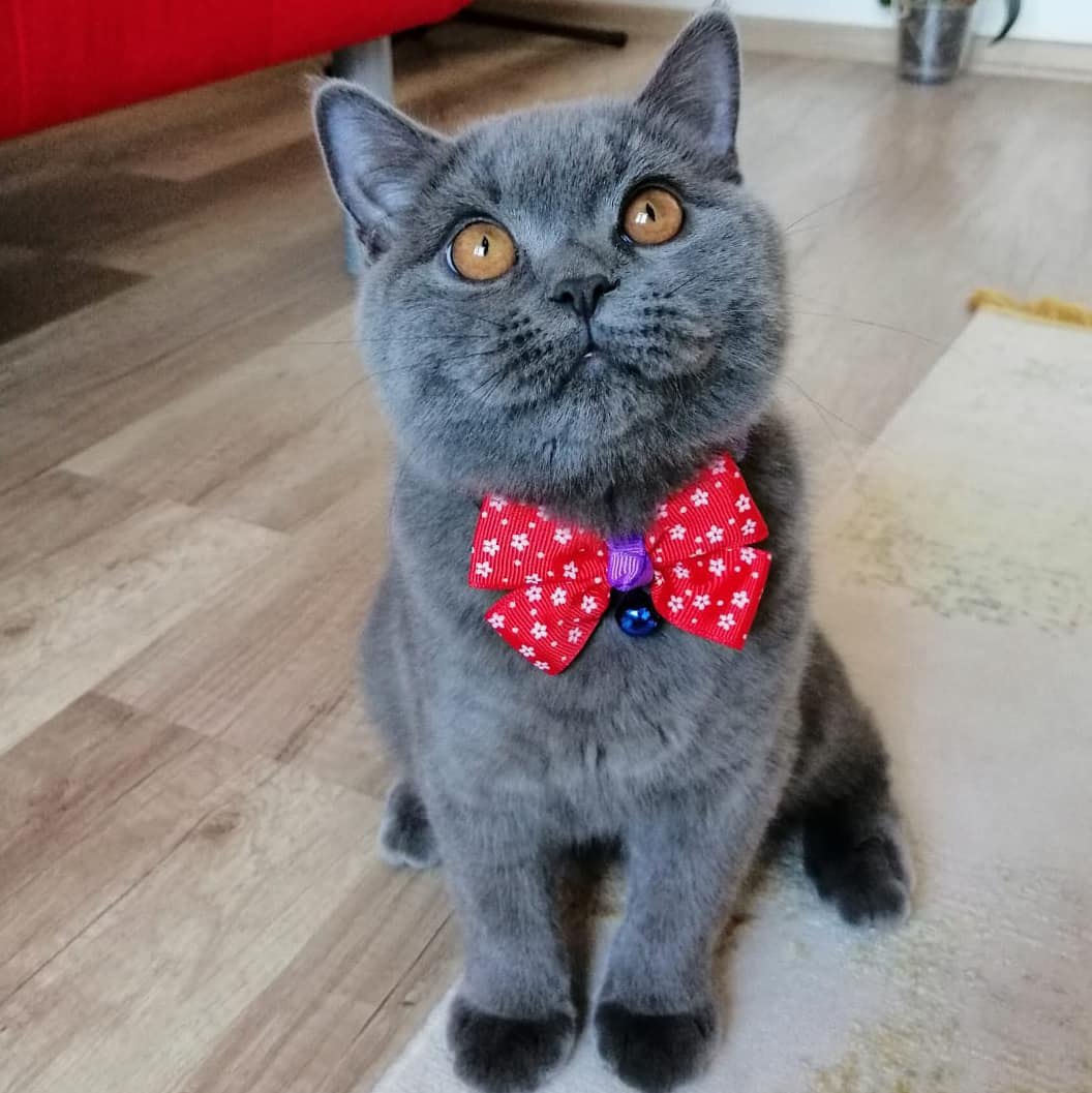 My cute cat has the most tender look | Scrolller