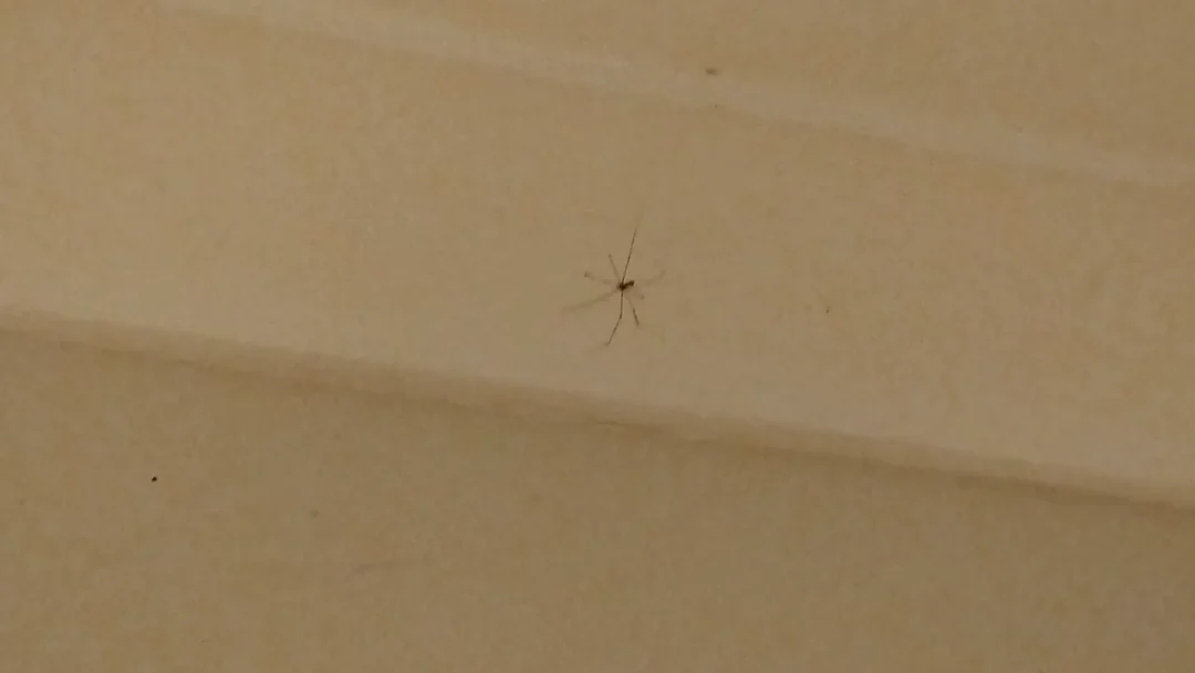 Spiders wars on the ceiling | Scrolller