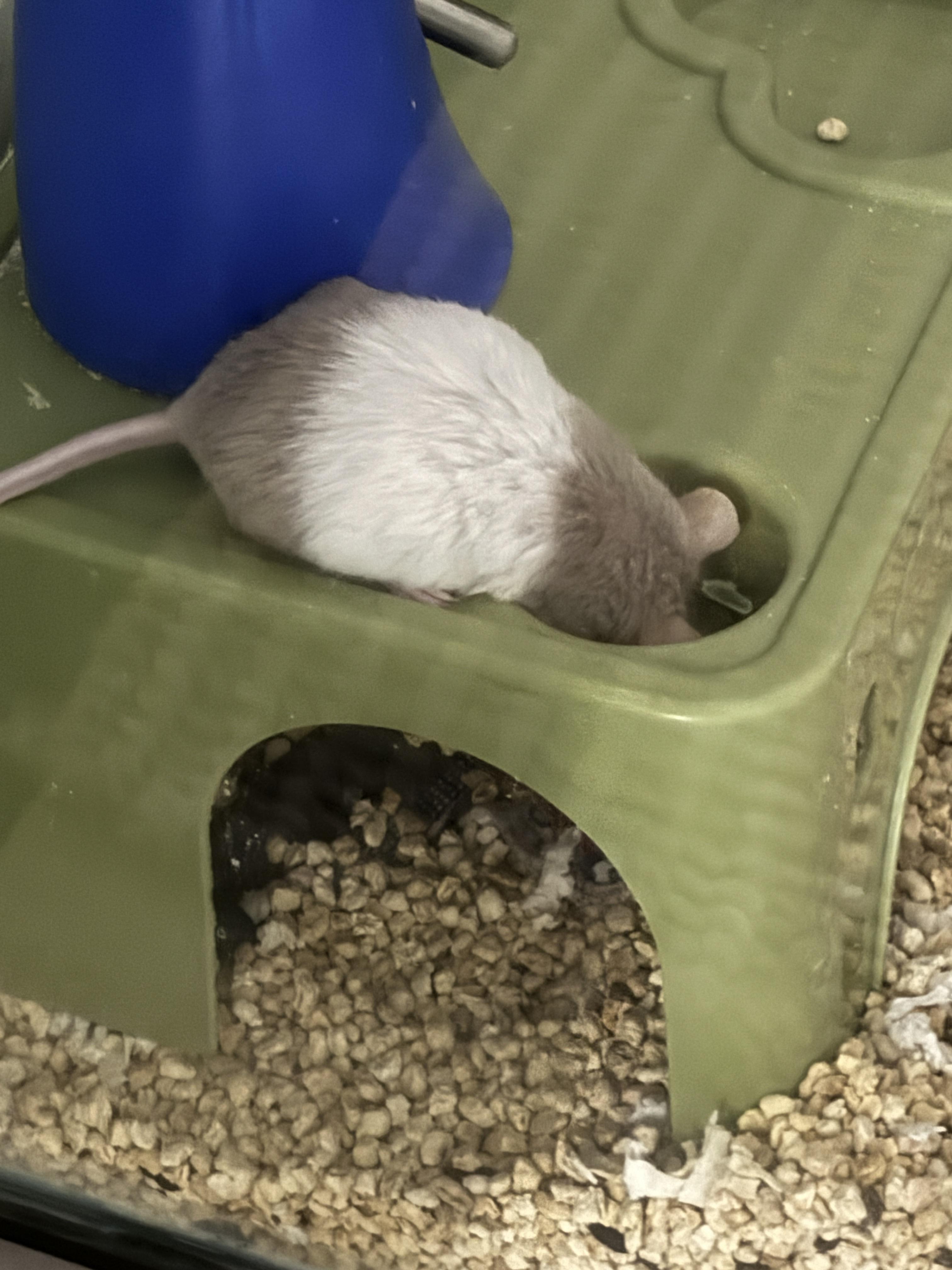 Does anyone know what this means? I have seen 3 of my mice do this | Scrolller