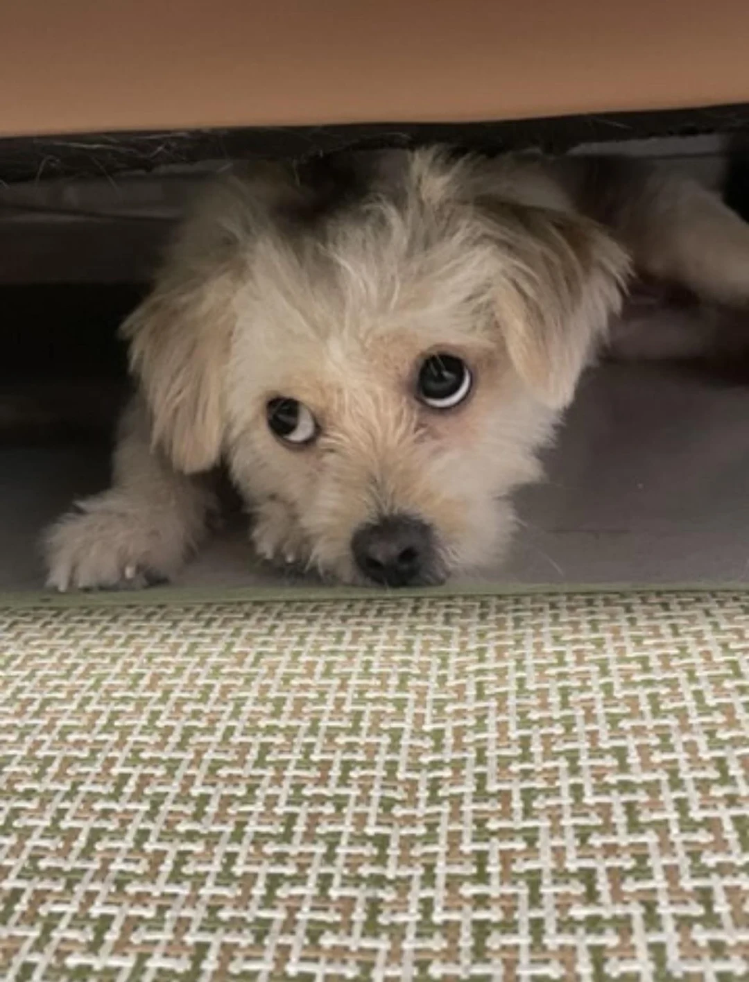 Little pupper has the blues! 😟🐾 | Scrolller