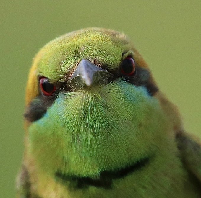 A Green Bee Eater recreating the emoji 😡 | Scrolller
