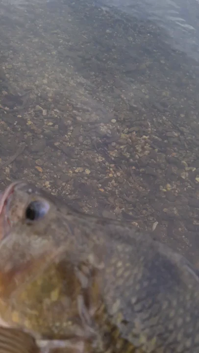 Monster perch season is fully active in The Netherlands! | Scrolller