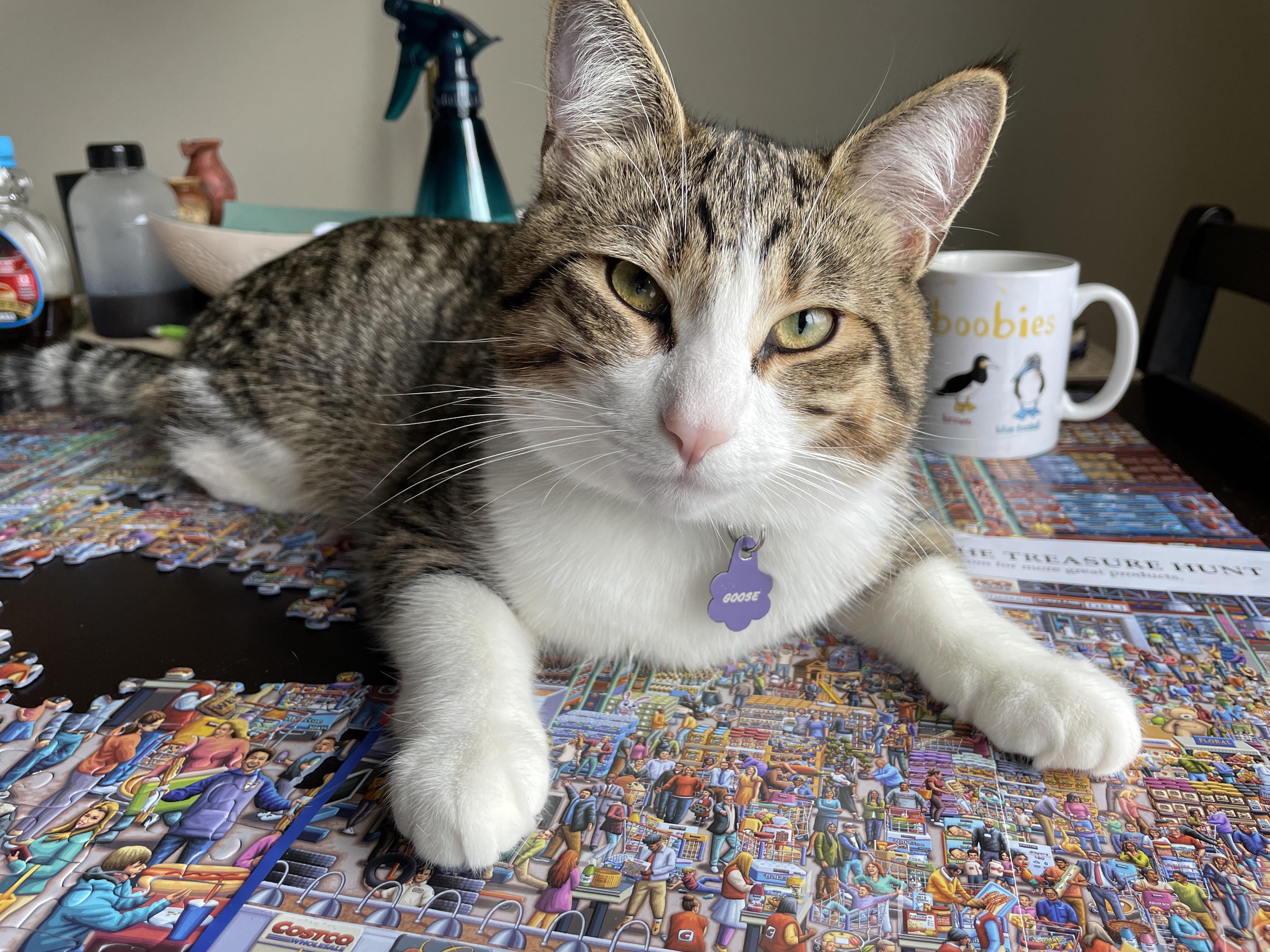 Puzzle Boy | Scrolller