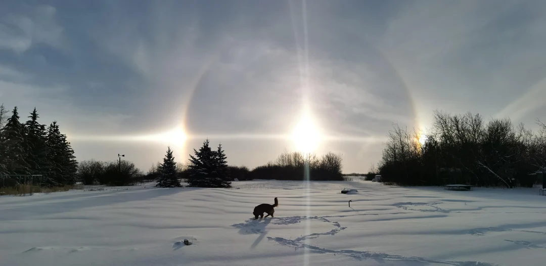 Discover more like Lookatmydog: a sunny dog enjoying the sun in the sundog. merry christmas ...