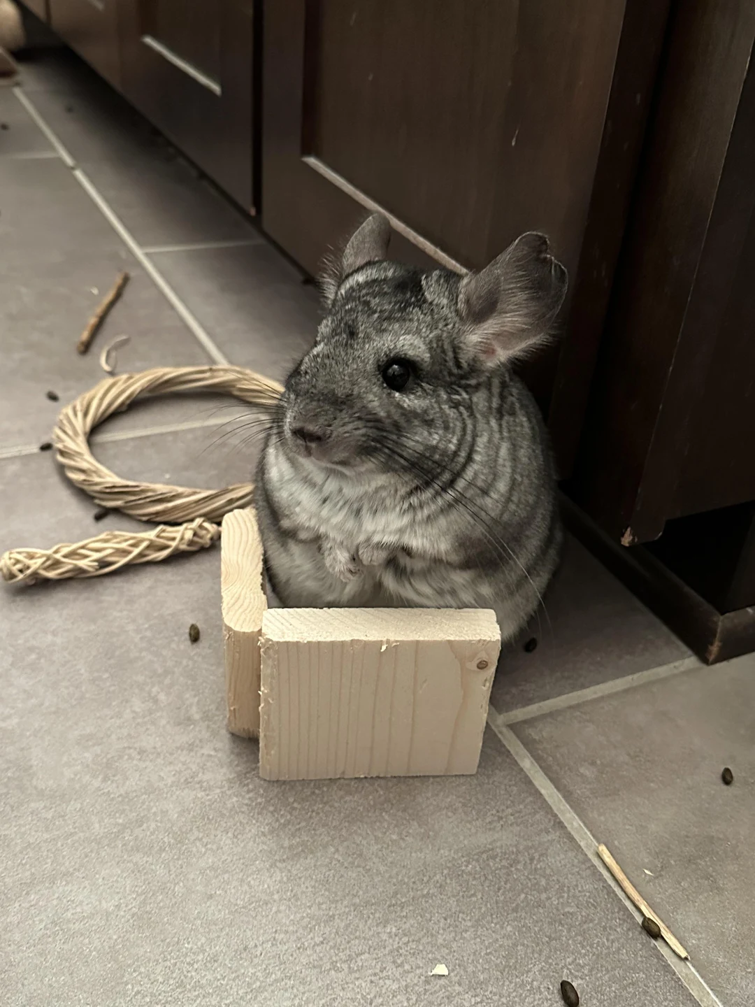 Chinchilla Jail | Scrolller