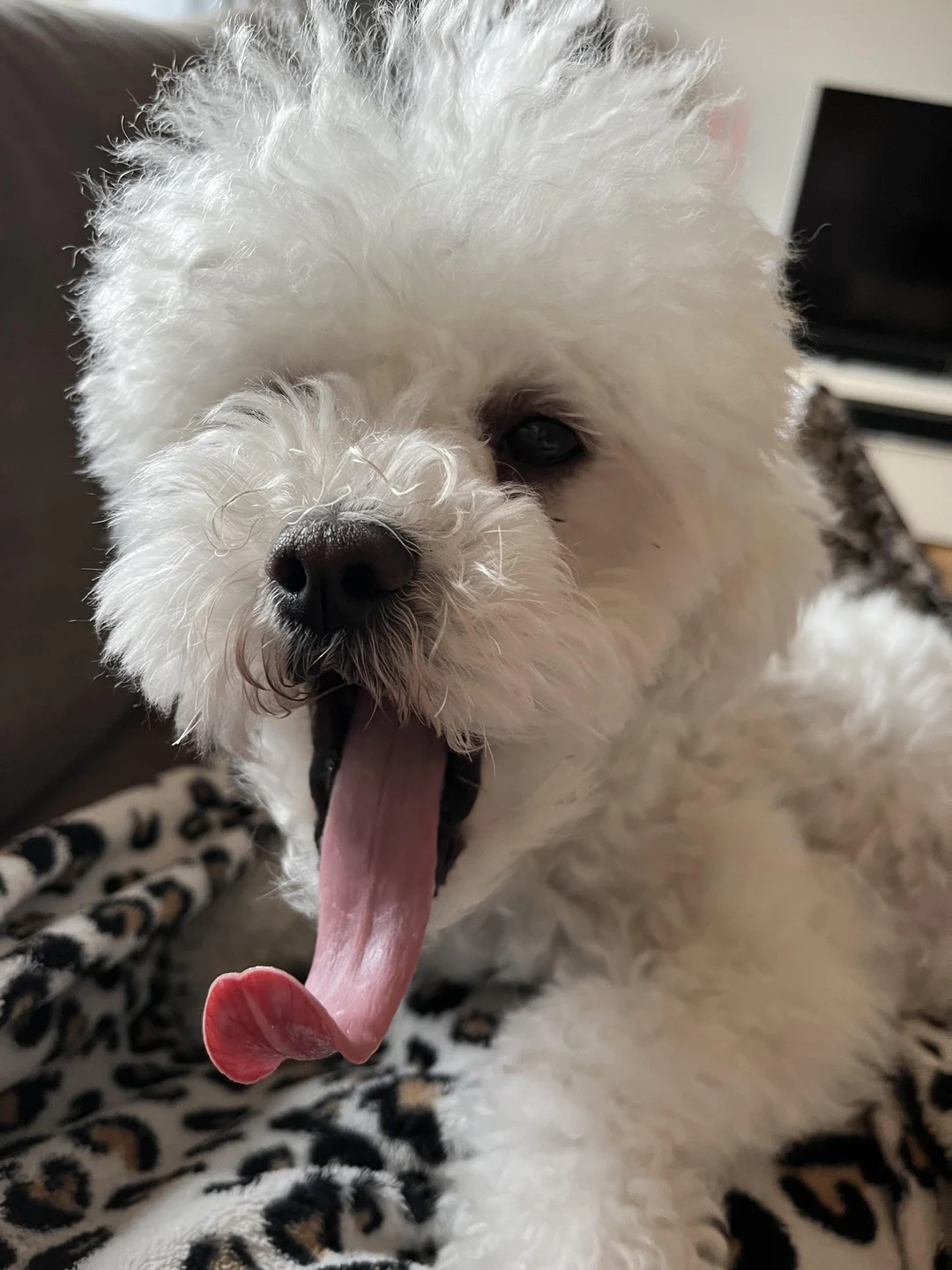 Yawning derp | Scrolller