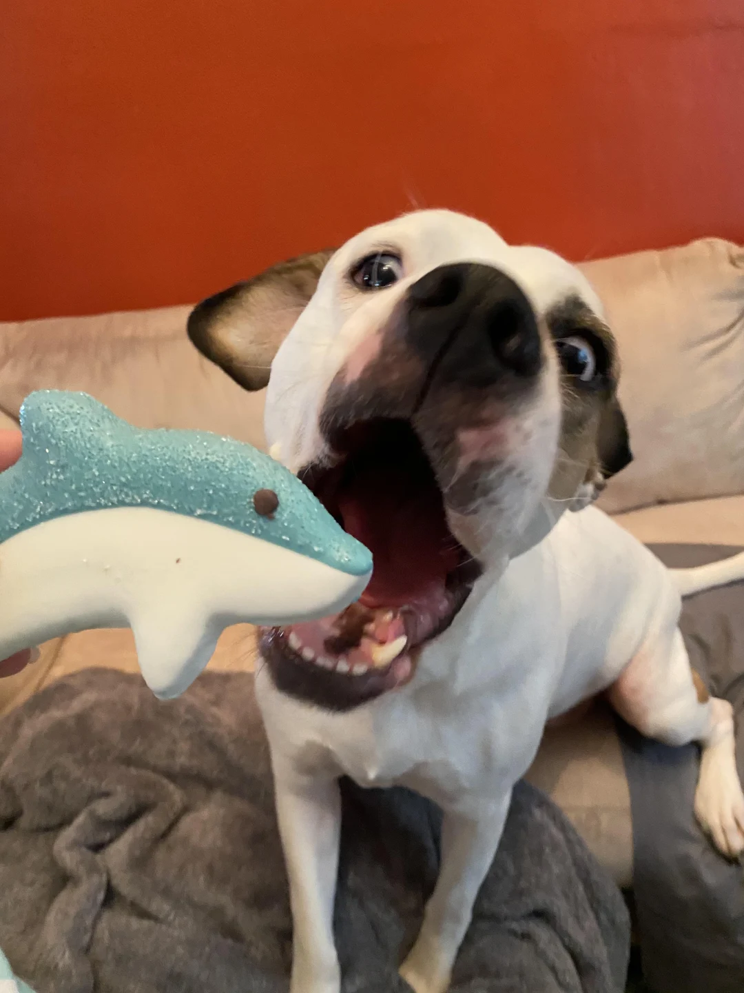 One of my favorite pictures I’ve ever taken of my weirdo | Scrolller