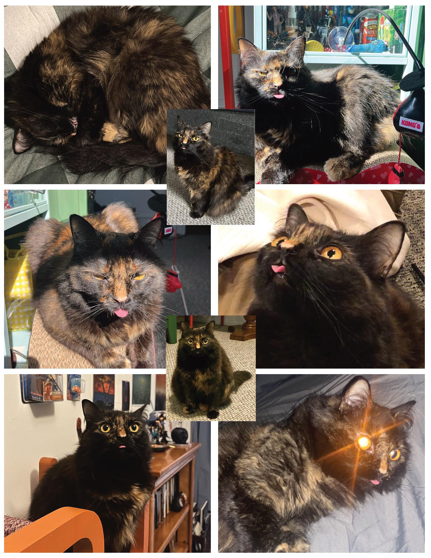 A small sample of Toast’s bleps | Scrolller