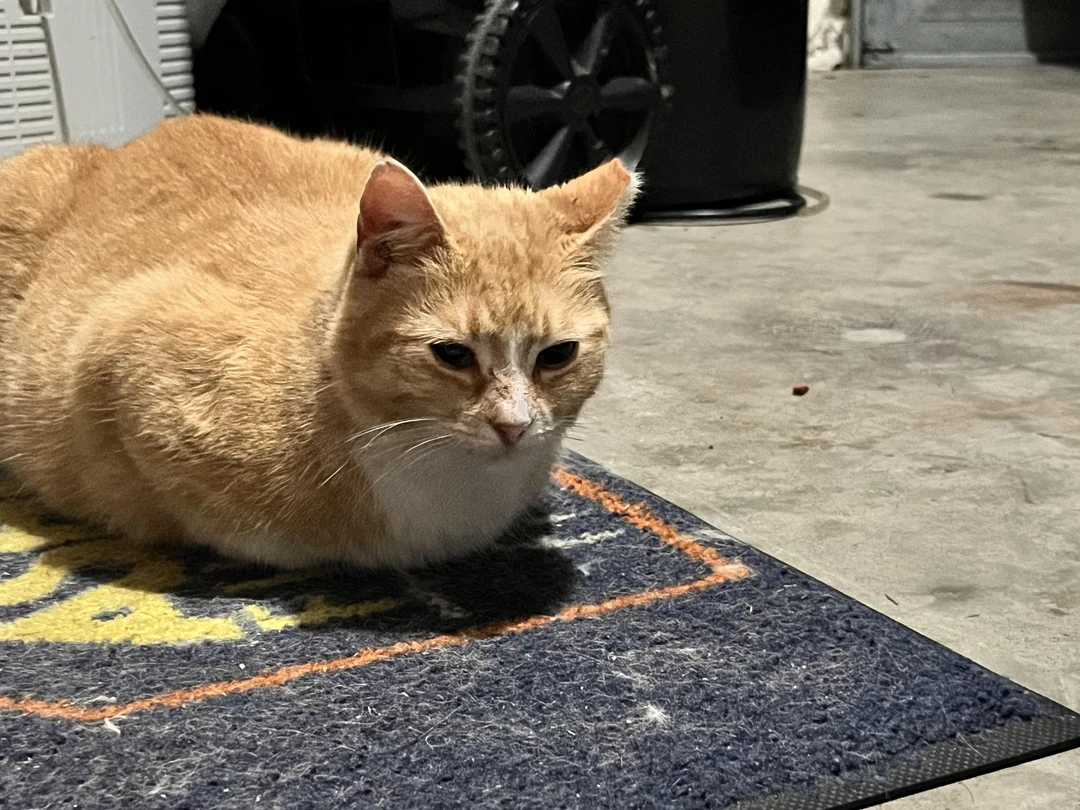Stray kitty loves to loaf | Scrolller