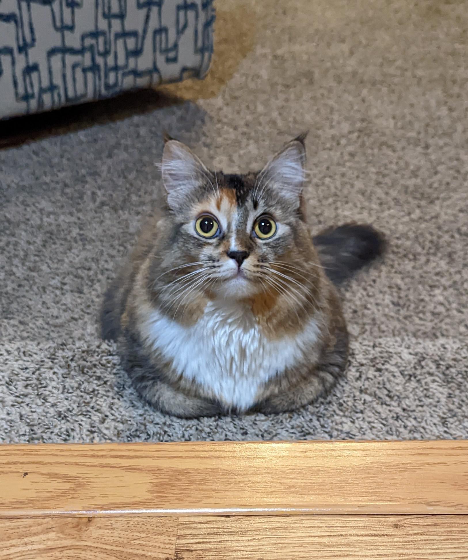 Loaf on a step | Scrolller