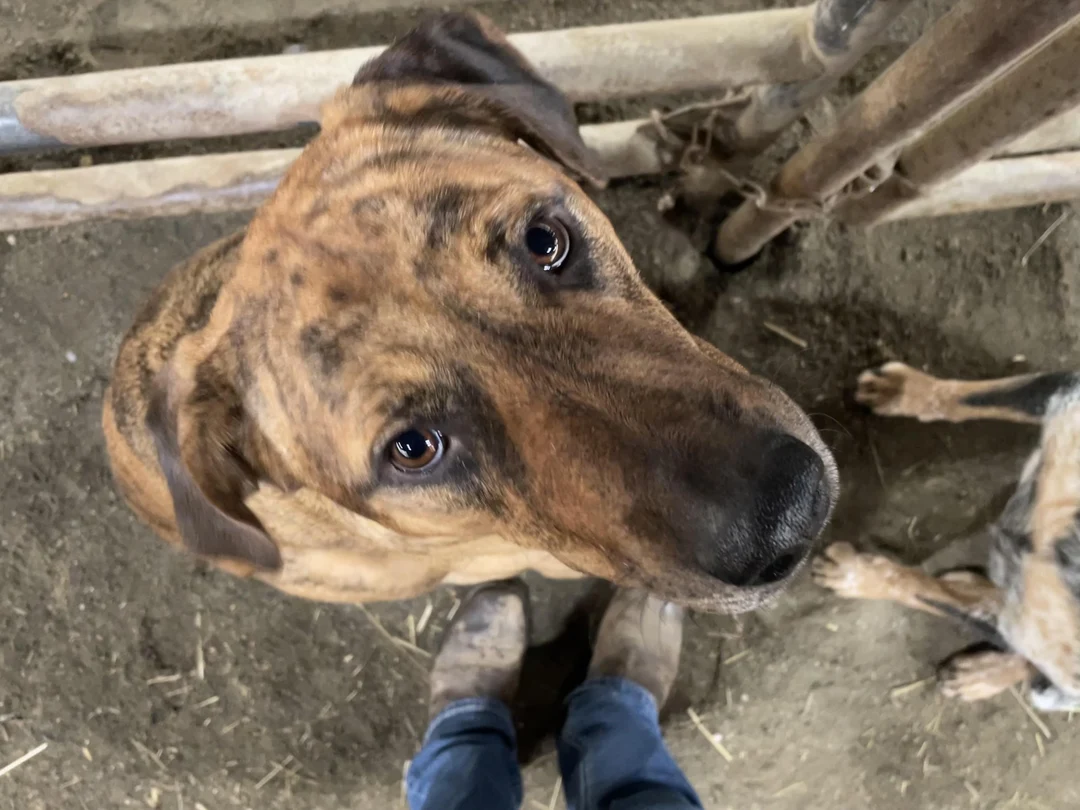 My foster fail giving me her best puppy eyes | Scrolller