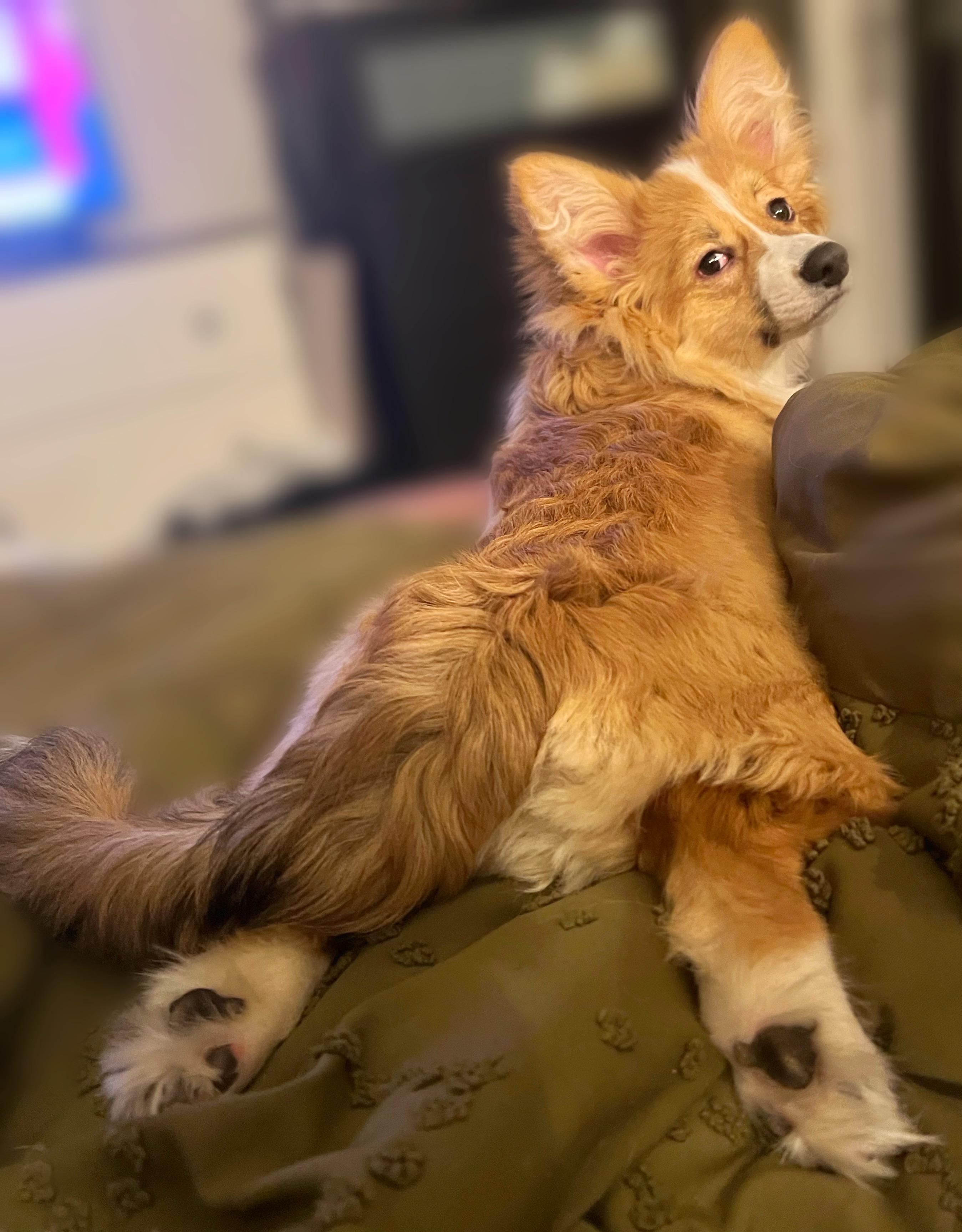 Fluffy Corgi Hair Care | Scrolller