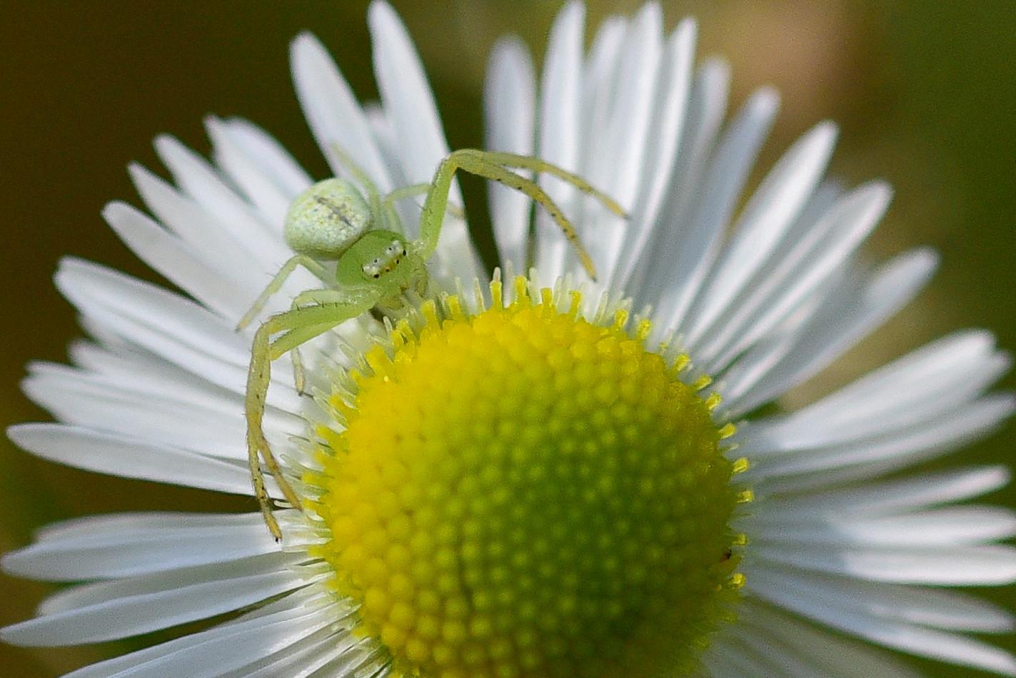 Flower crab spider on daisy | Scrolller