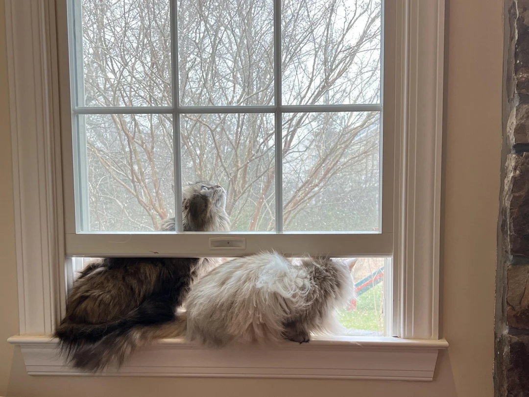Taco and Hermione enjoying a rare snow this winter | Scrolller