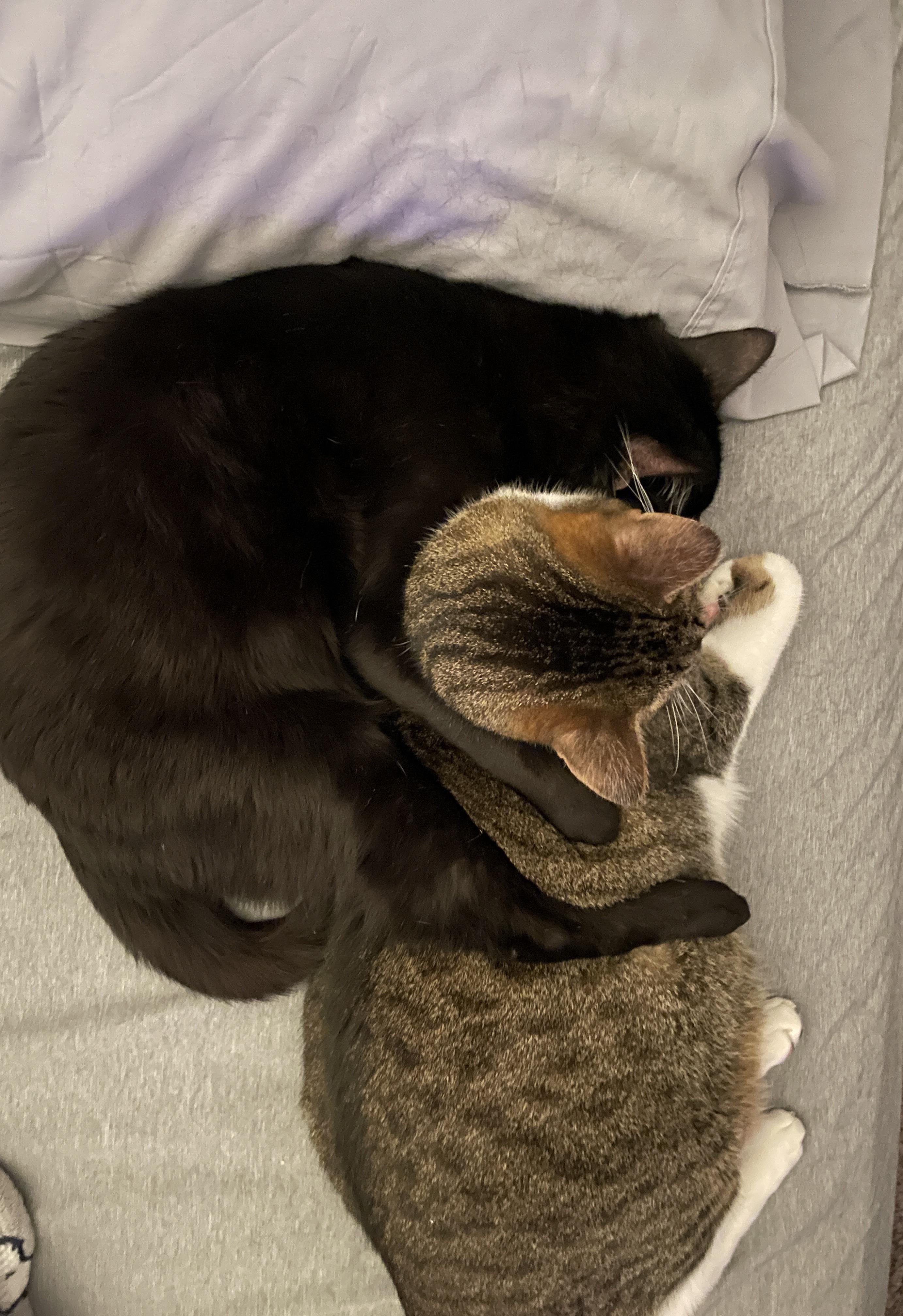 Brotherly Love! [OC] | Scrolller