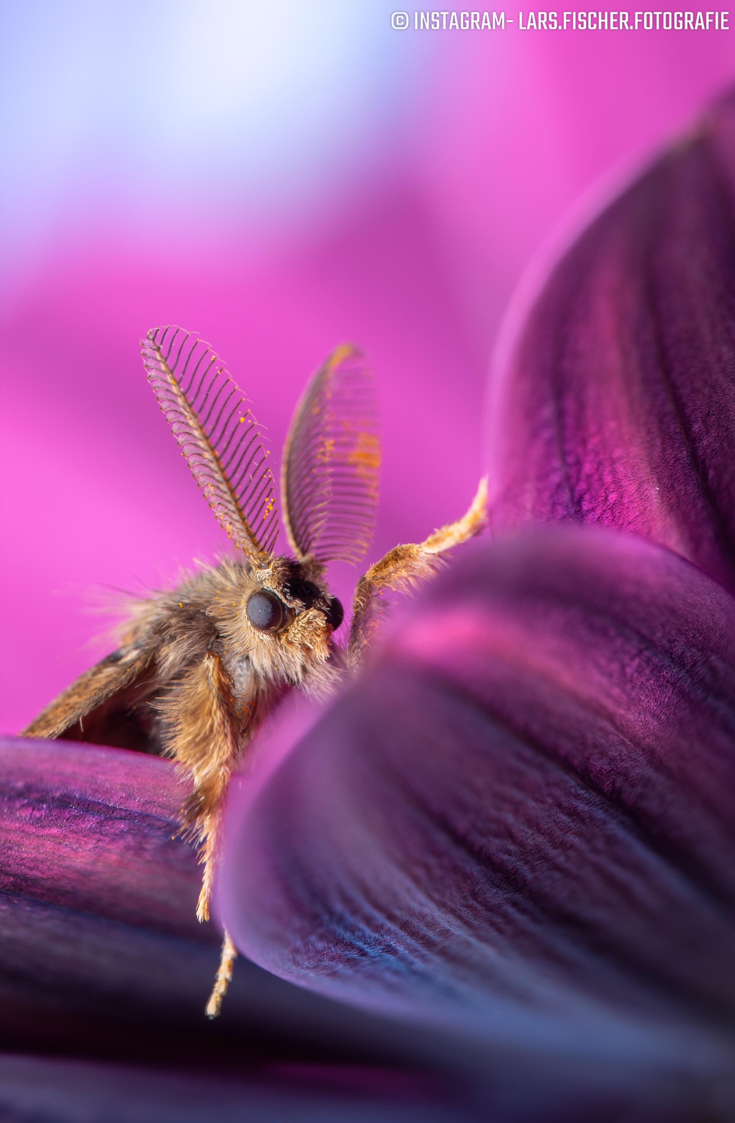 Beautiful moth | Scrolller
