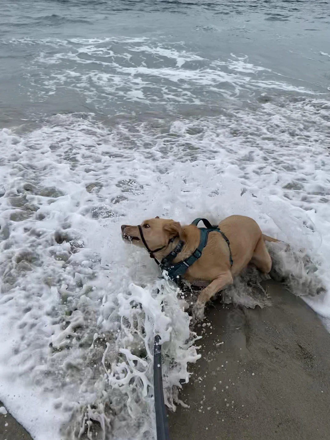 Hank learned the hard way about ocean waves | Scrolller
