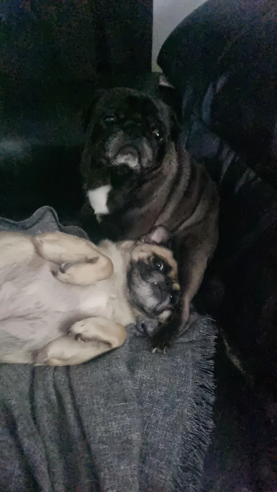 Can anyone suggest a harness for a Houdini of a pug? | Scrolller