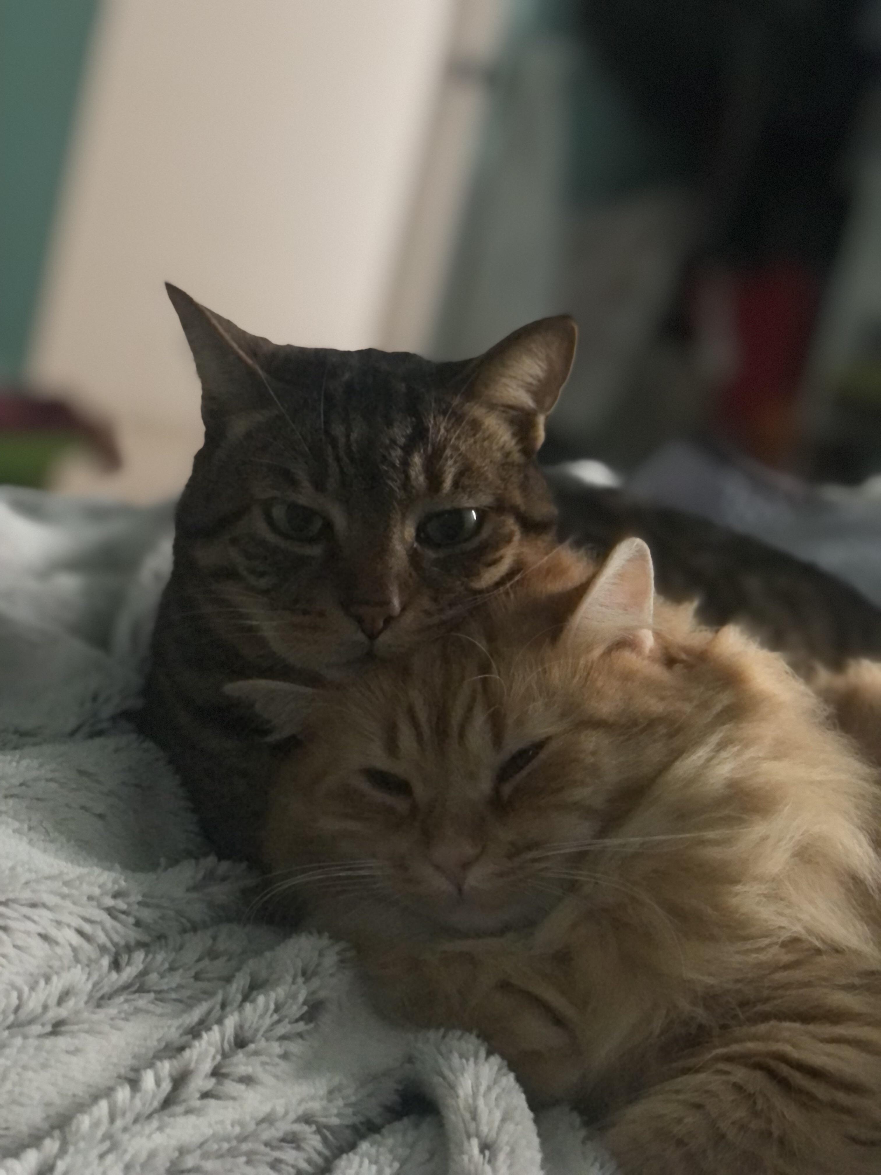 Sweet Snuggles | Scrolller