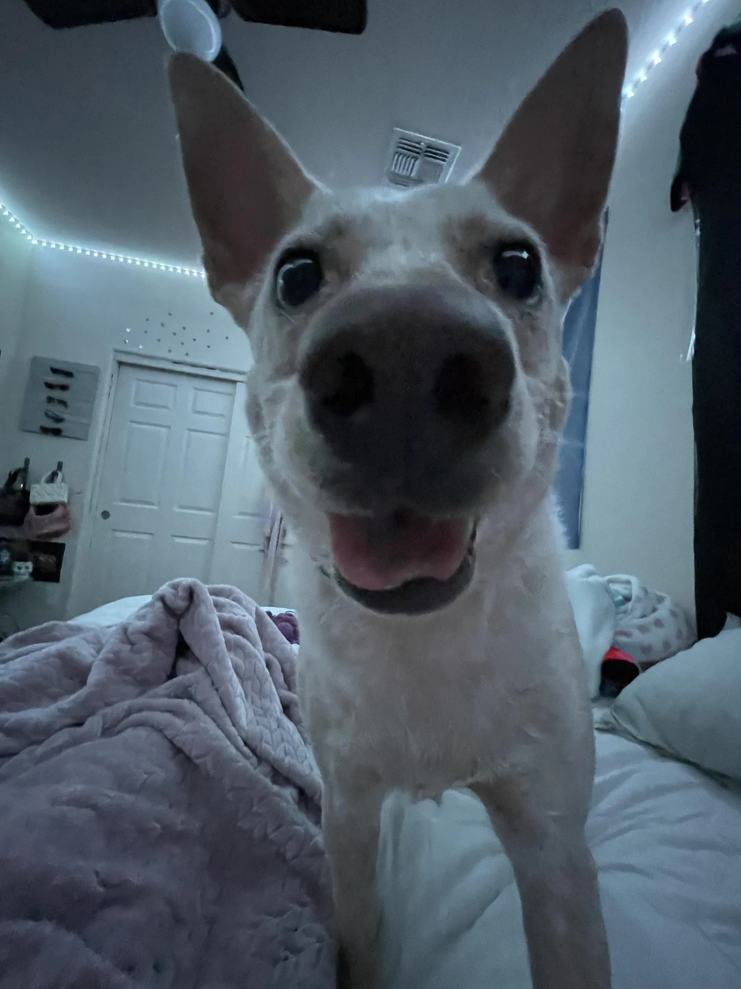 She looks like Bolt :) | Scrolller