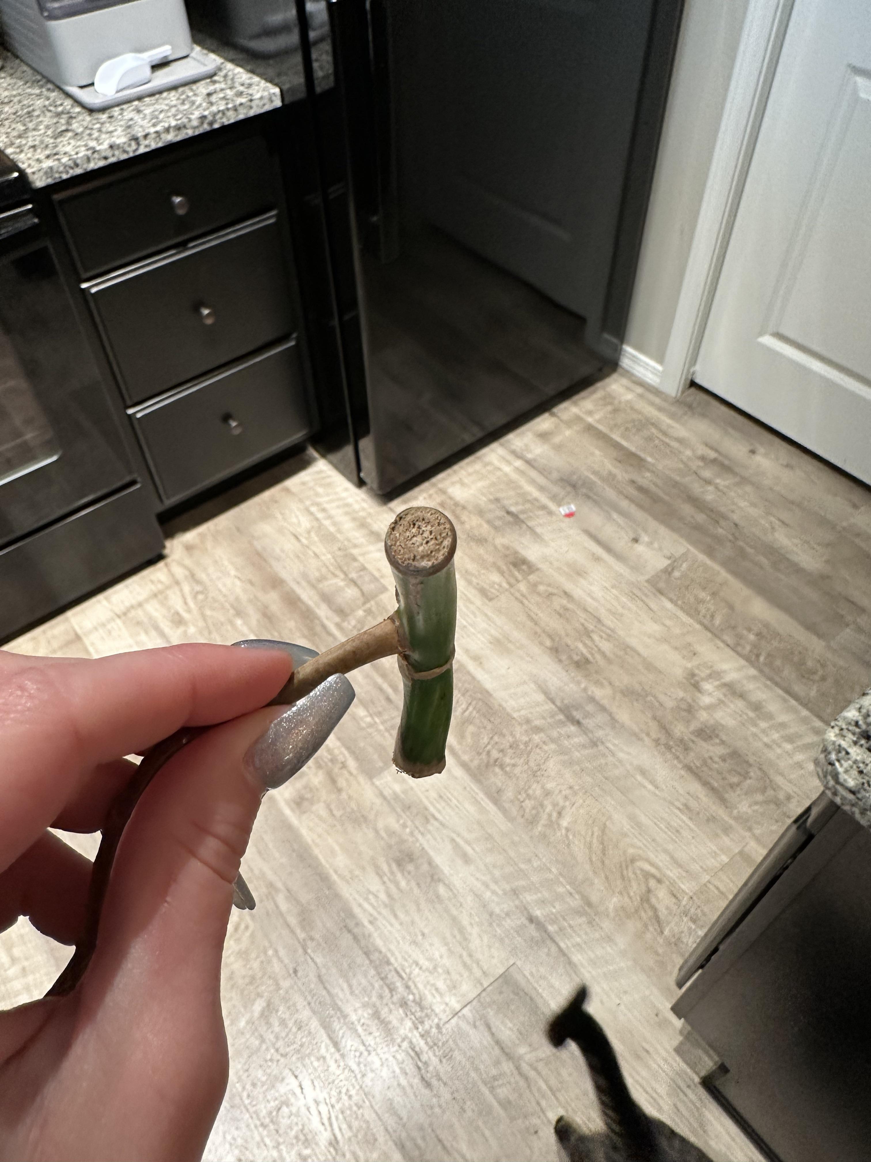 New propagation..no leaves | Scrolller