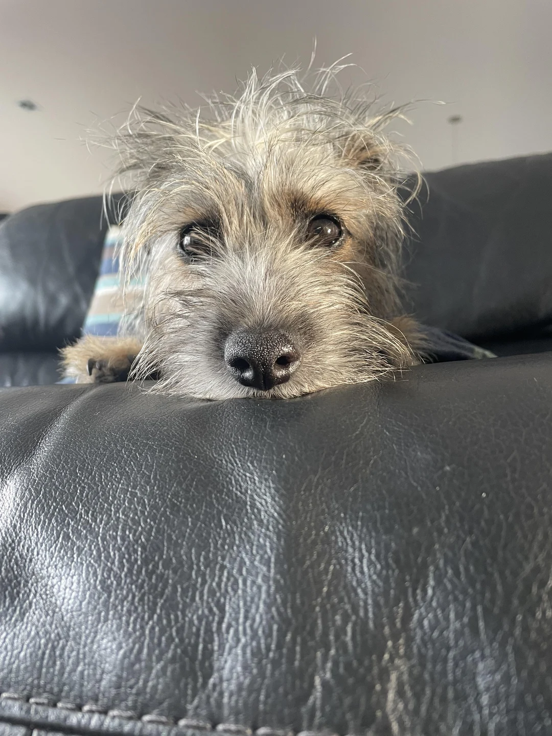 Pip is wondering how everyone is doing | Scrolller