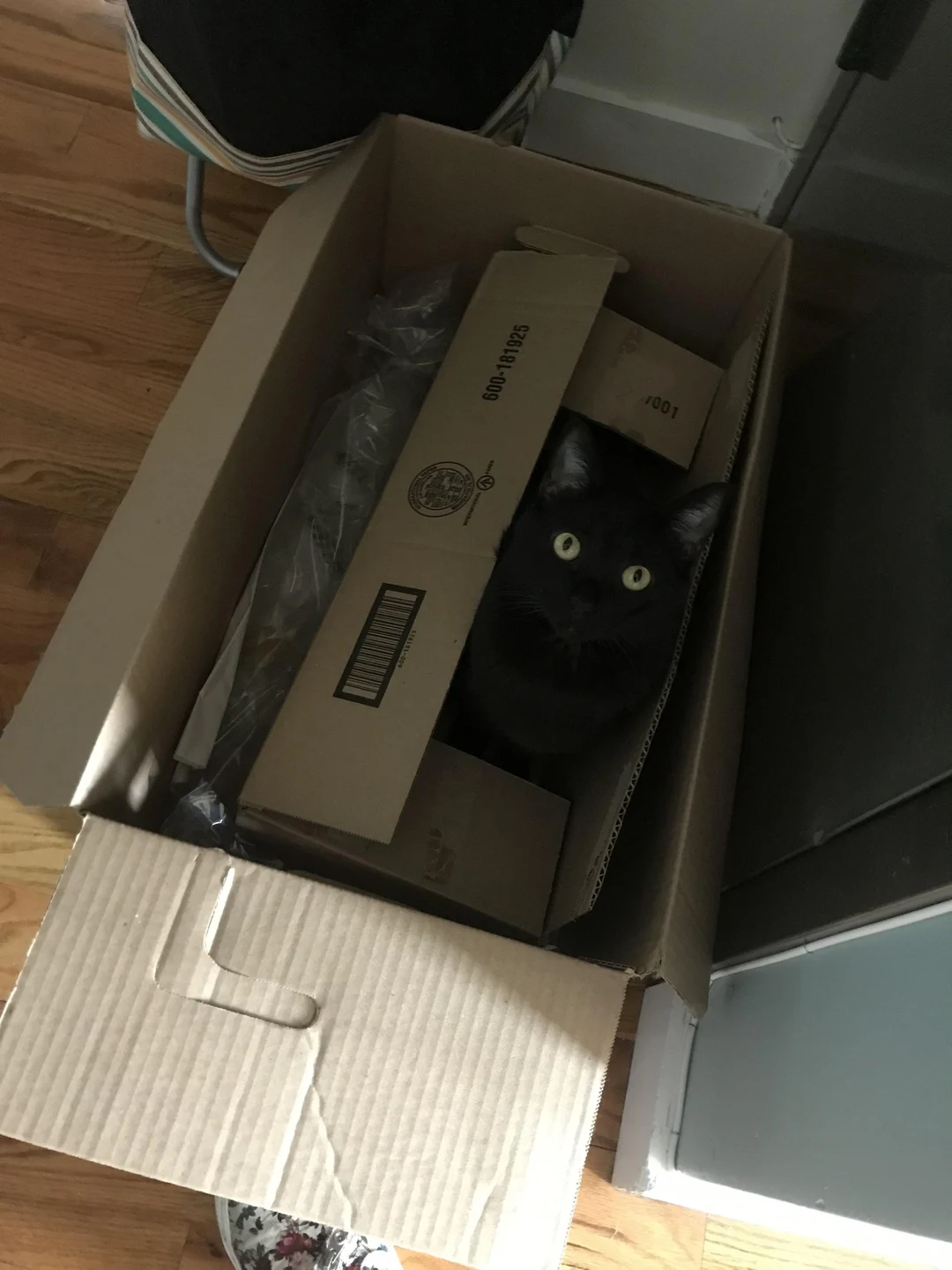 The lure was just too strong | Scrolller