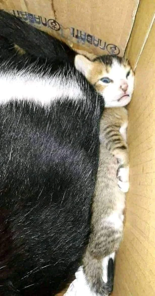 Squished by another pussy | Scrolller