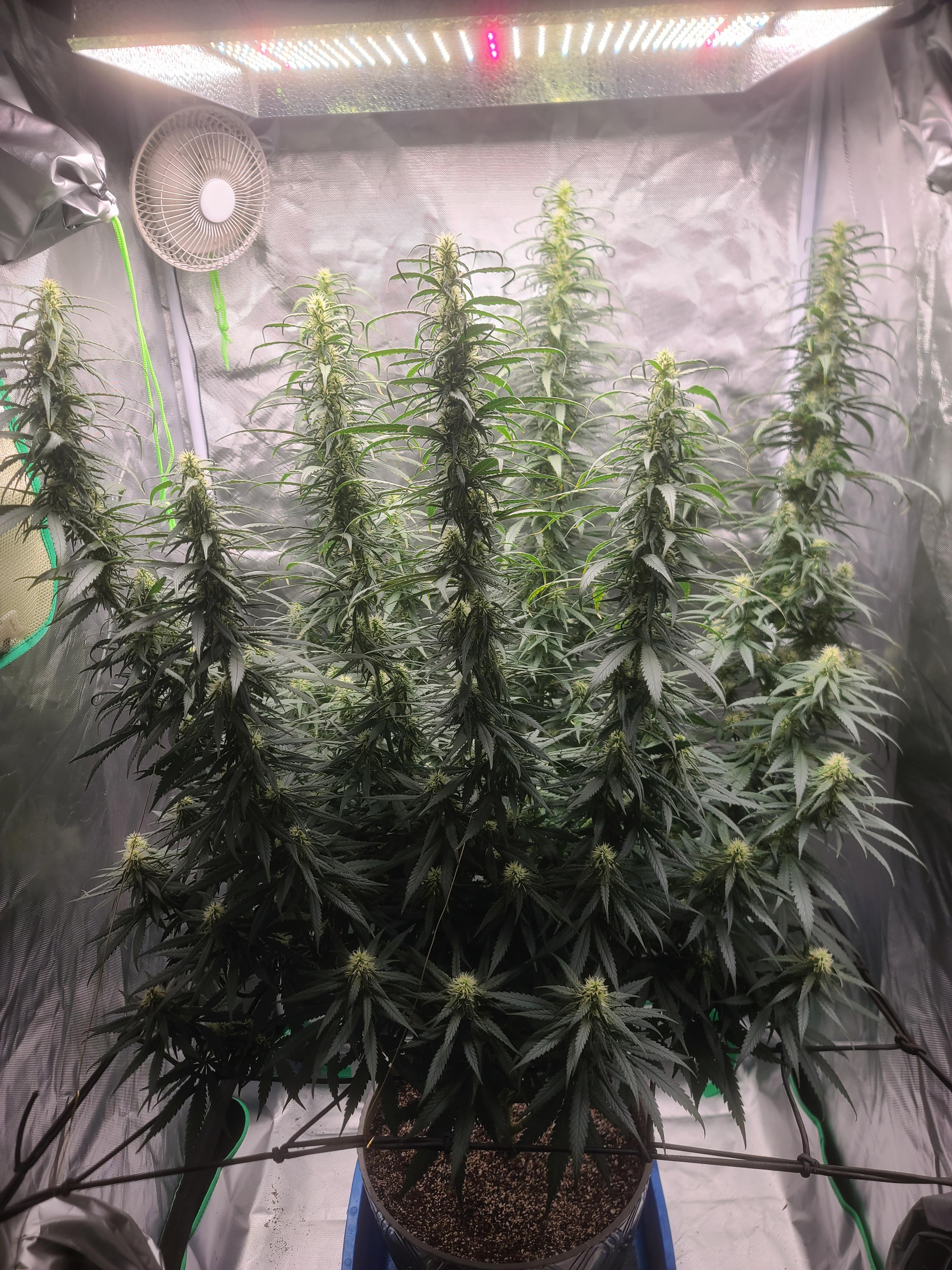 Acapulco Gold | Scrolller