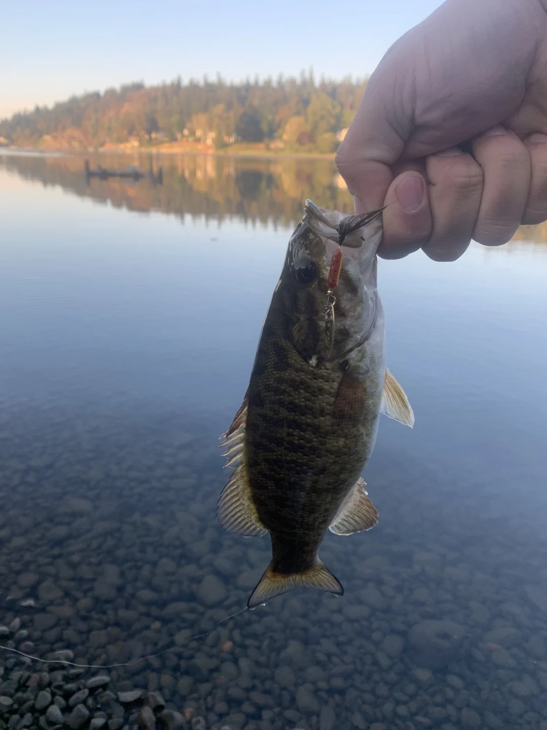 Sunday morning Smallie on a rooster tail | Scrolller