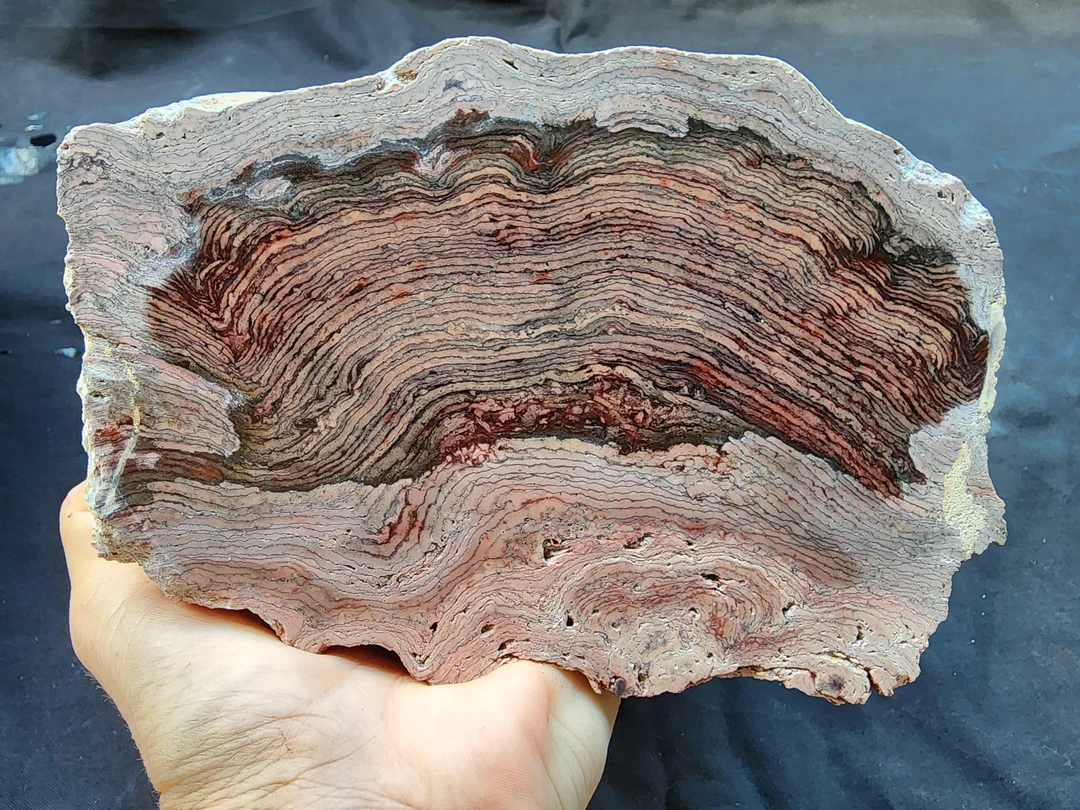 Stromatolite fossil | Scrolller