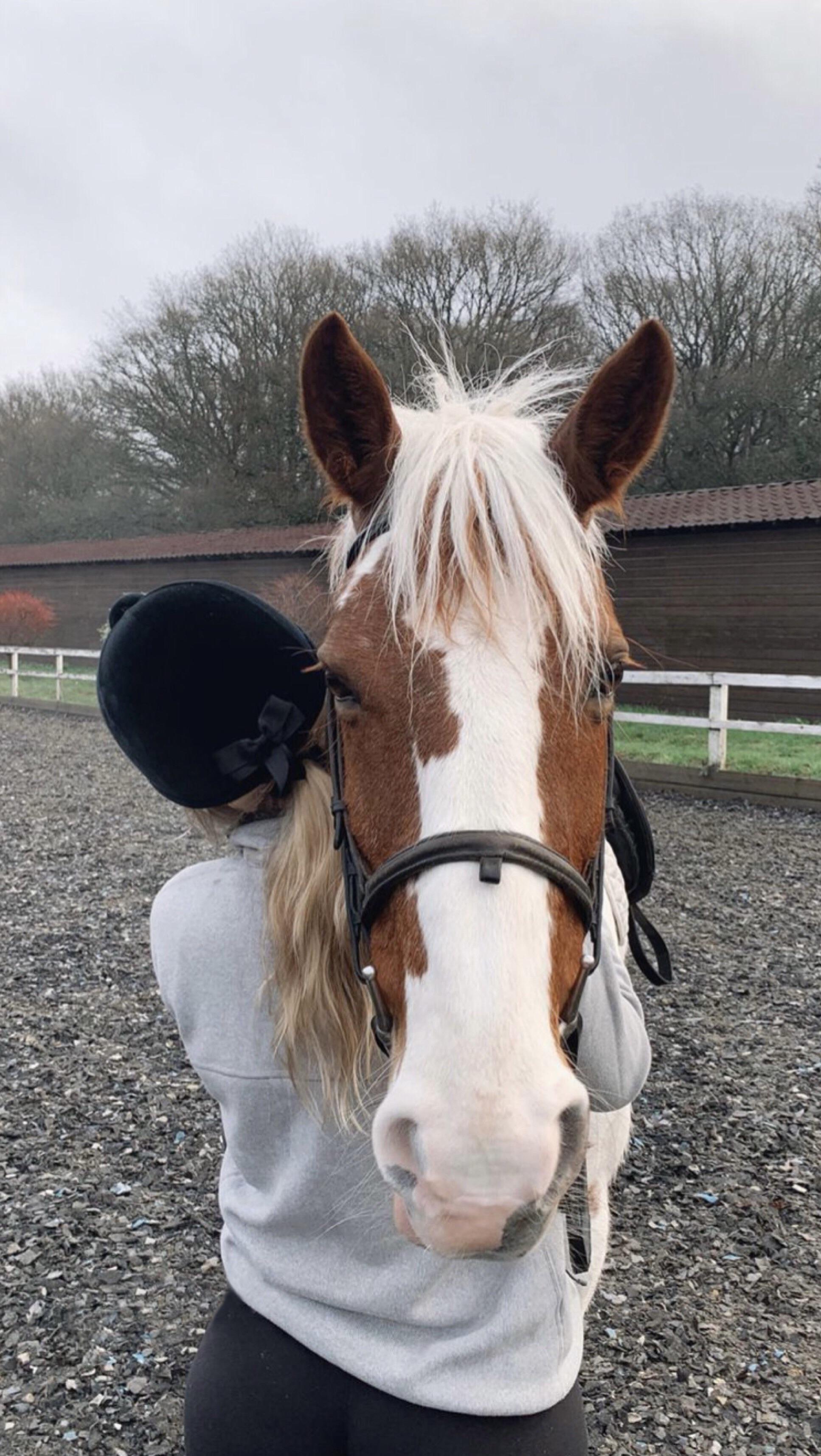 Brutus is sad about losing his stablemate Caesar. He swears he had nothing to do with it (OC ...