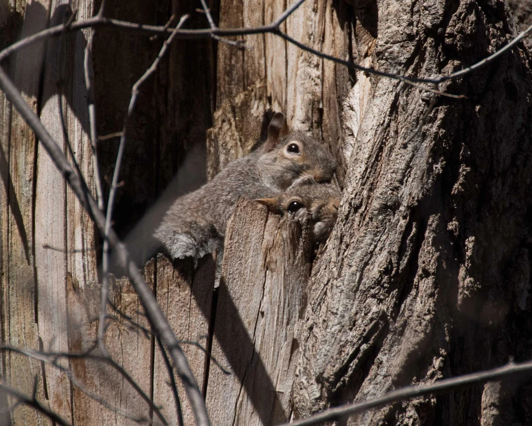 I saw a red squuirrel wait, too big. Is that a fox squirrel? Well, they love each other. | Scrolller